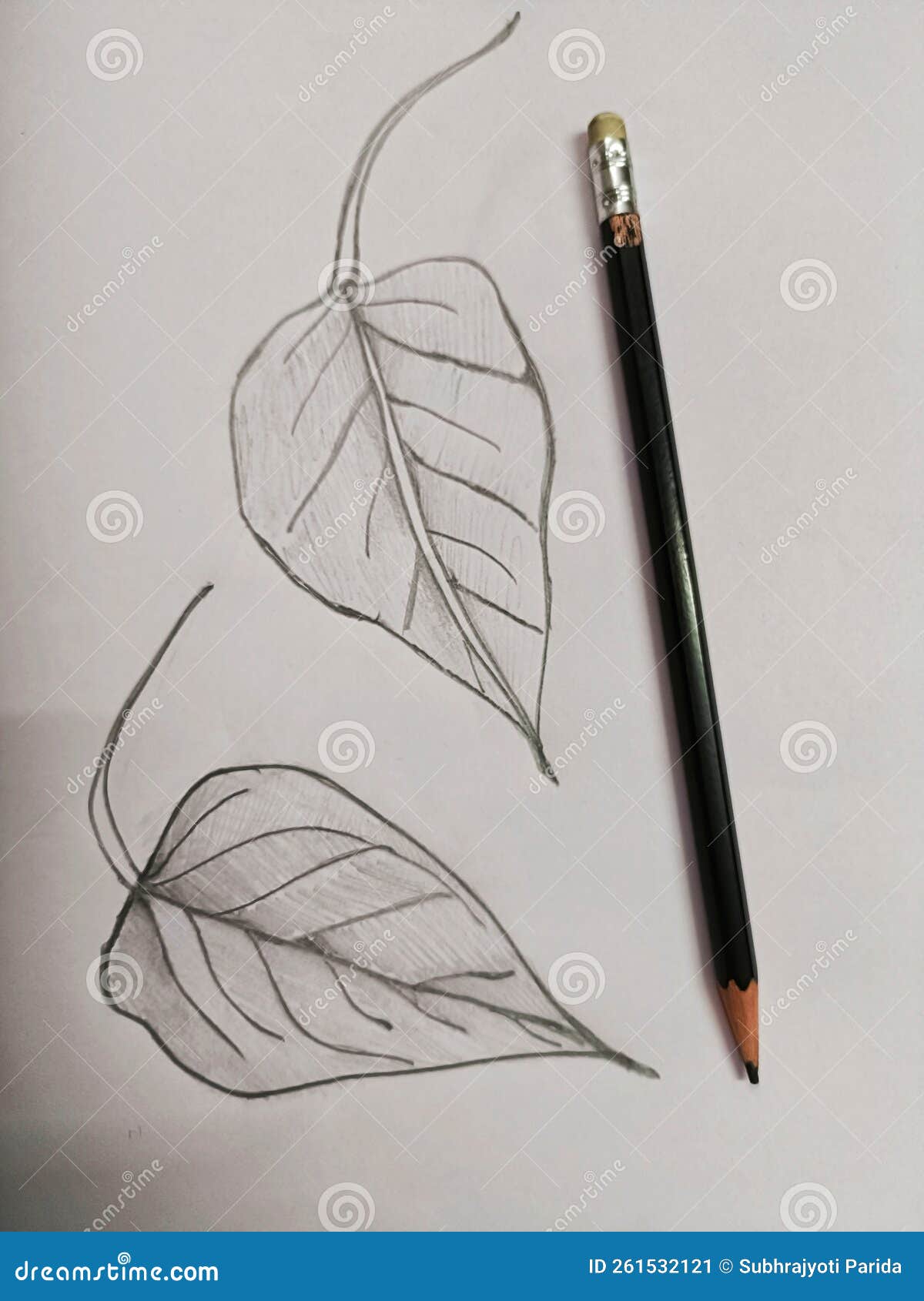 Pencil Sketch of Two Leaves Alongwith the Pencil Stock Image - Image of ...