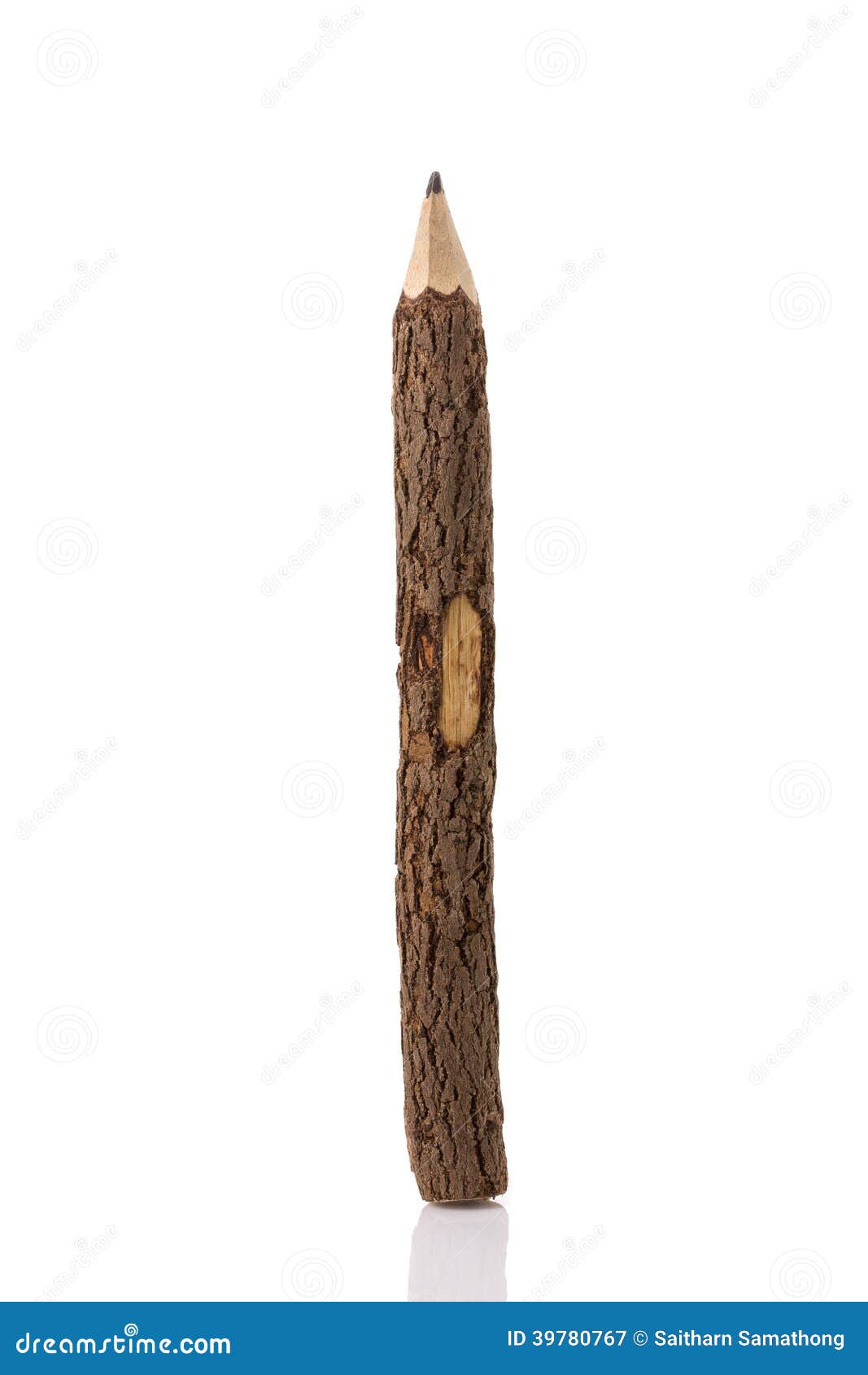 Pencil Stylized Tree Branch Isolated on White Stock Image - Image of ...