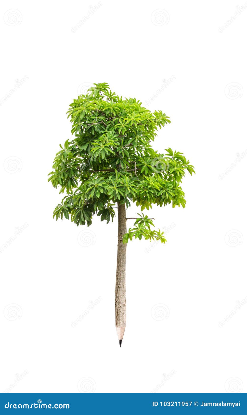 Red Pencil Tree Euphorbia Tirucalli Orange Leaves - Closeup Background ...