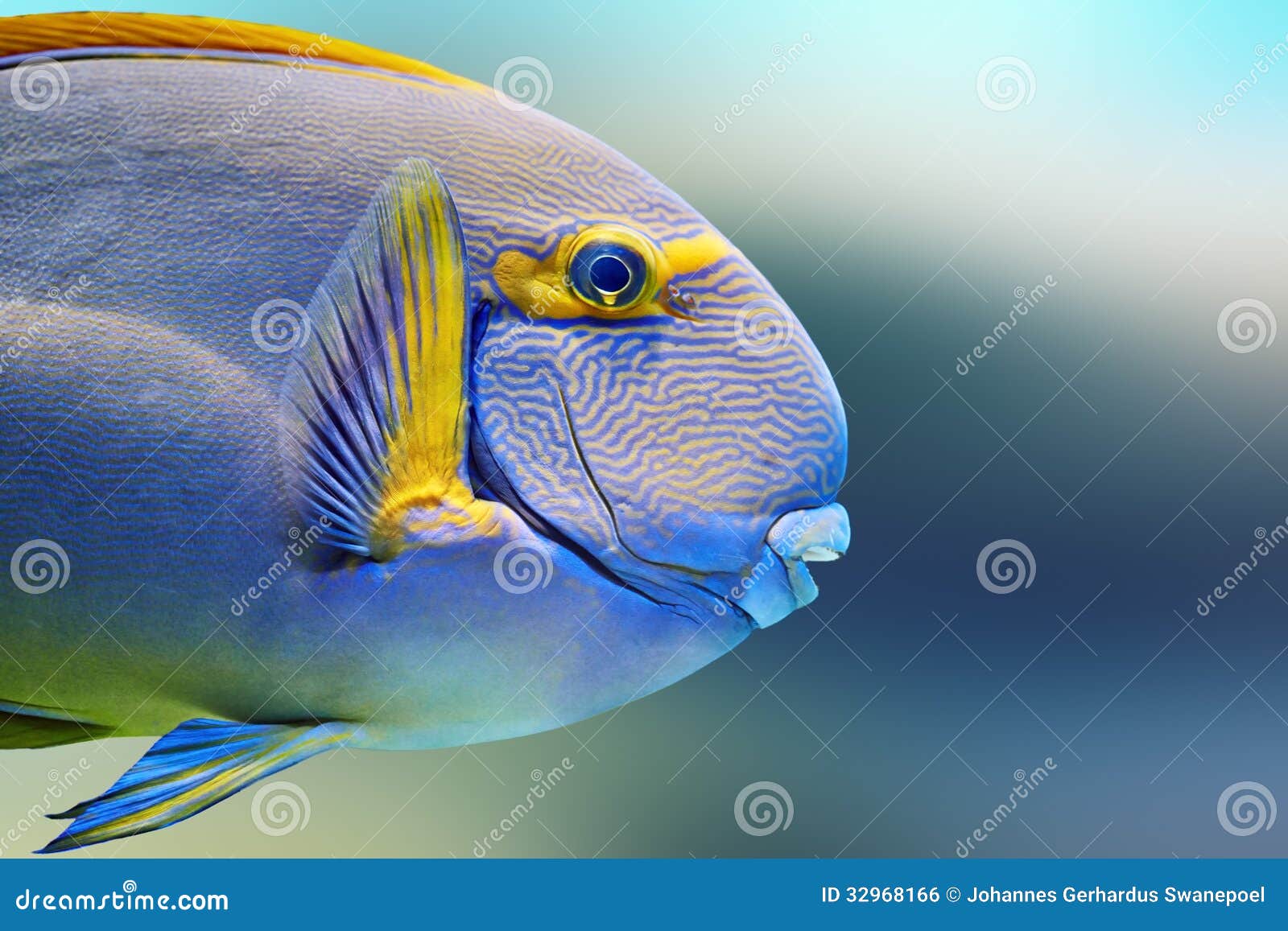 Pencilled surgeon fish stock photo. Image of exotic, color - 32968166