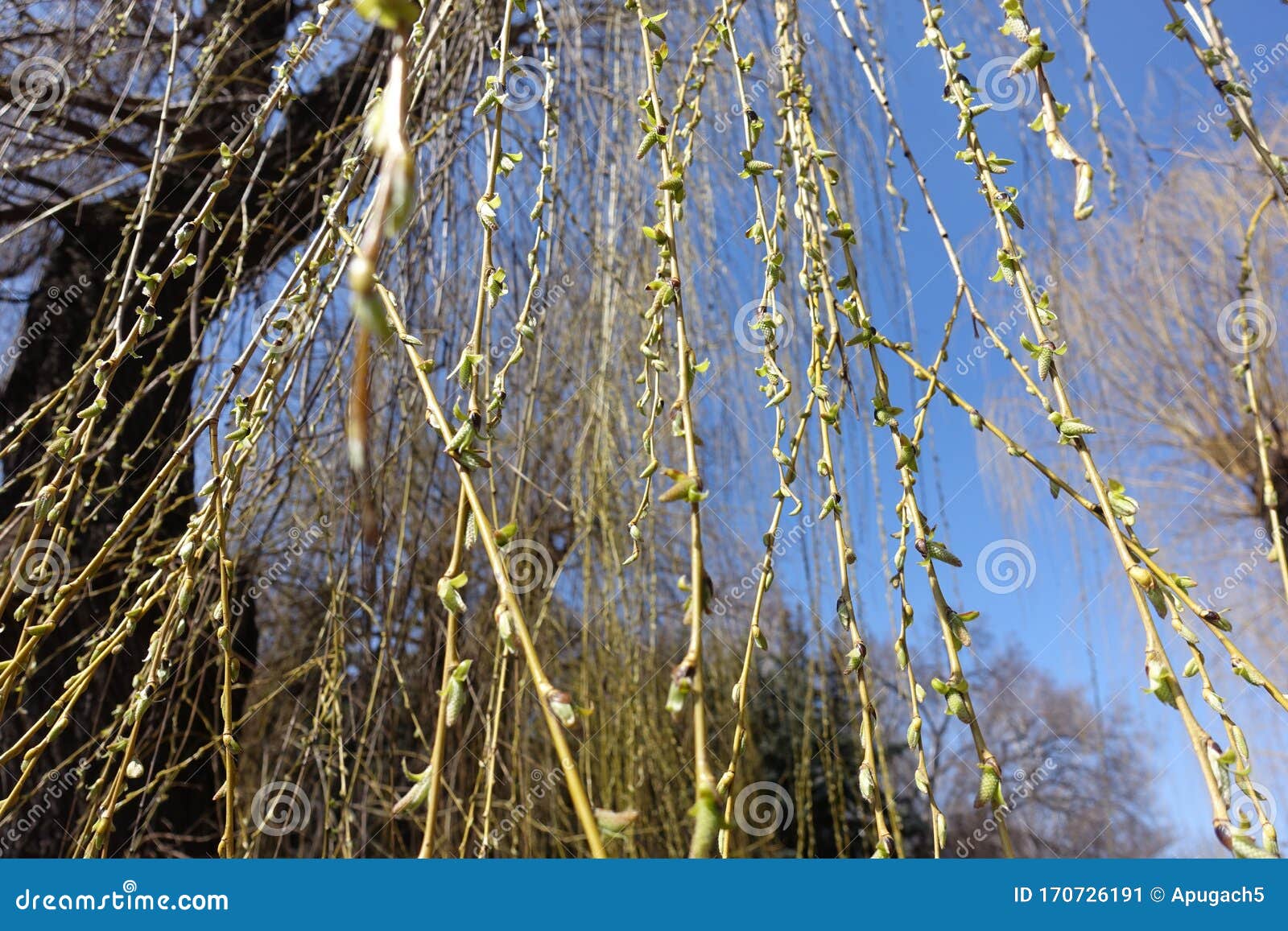 Pendulous Branches Of Spirea Covered With Flowers Stock Photography ...