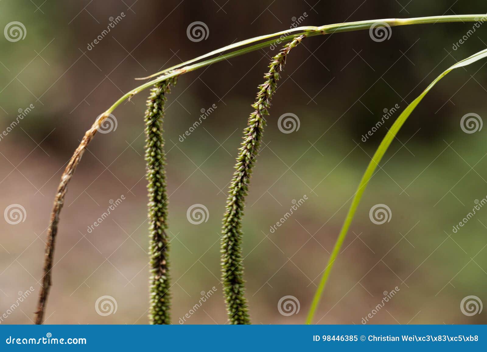 Pendulous Sedge Carex Pendula Stock Image - Image of glade, green: 98446385