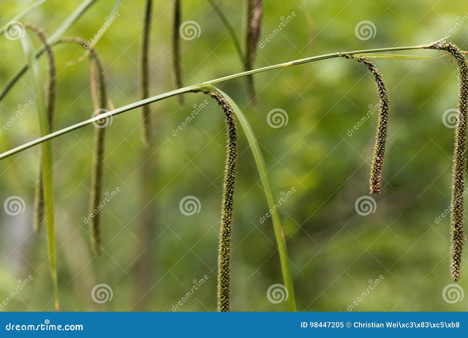Carex Pendula Pendulous Sedge Also Known As Hanging, Drooping Royalty ...