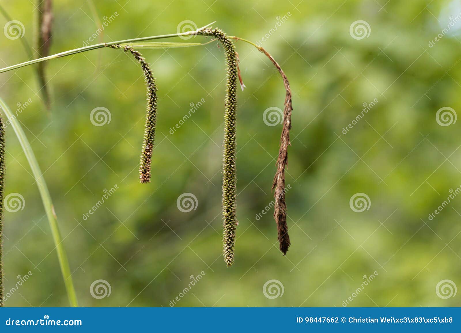 Pendulous Sedge Carex Pendula Royalty-Free Stock Image | CartoonDealer ...