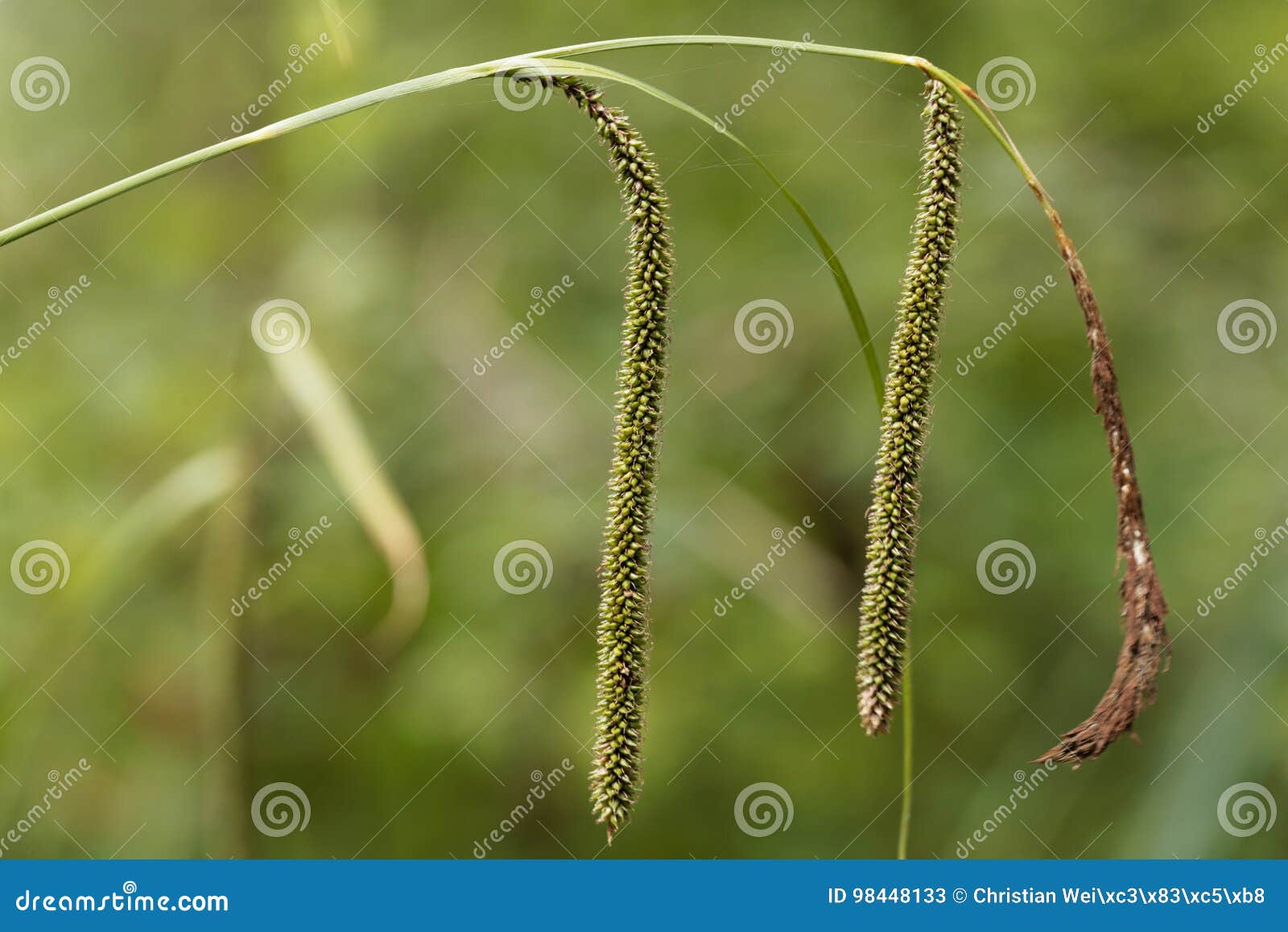Carex Pendula Pendulous Sedge Also Known As Hanging, Drooping Royalty ...