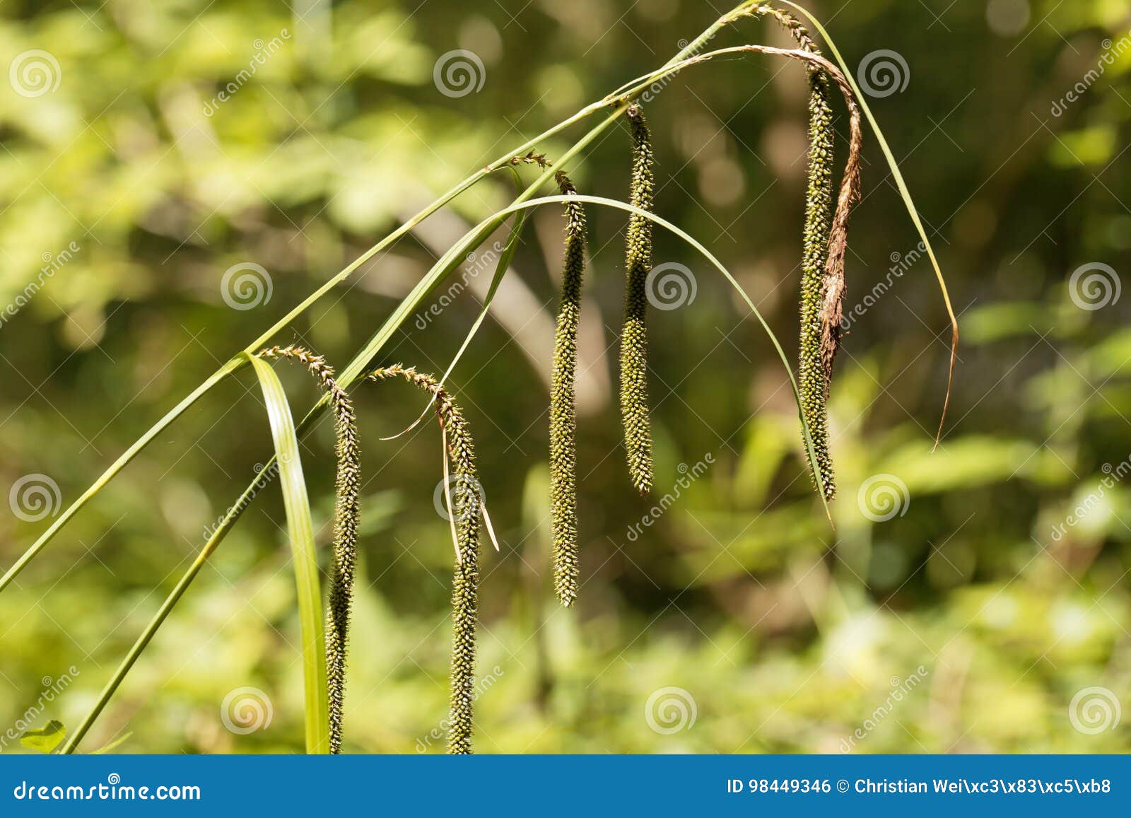 Carex Pendula Pendulous Sedge Also Known As Hanging, Drooping Royalty ...