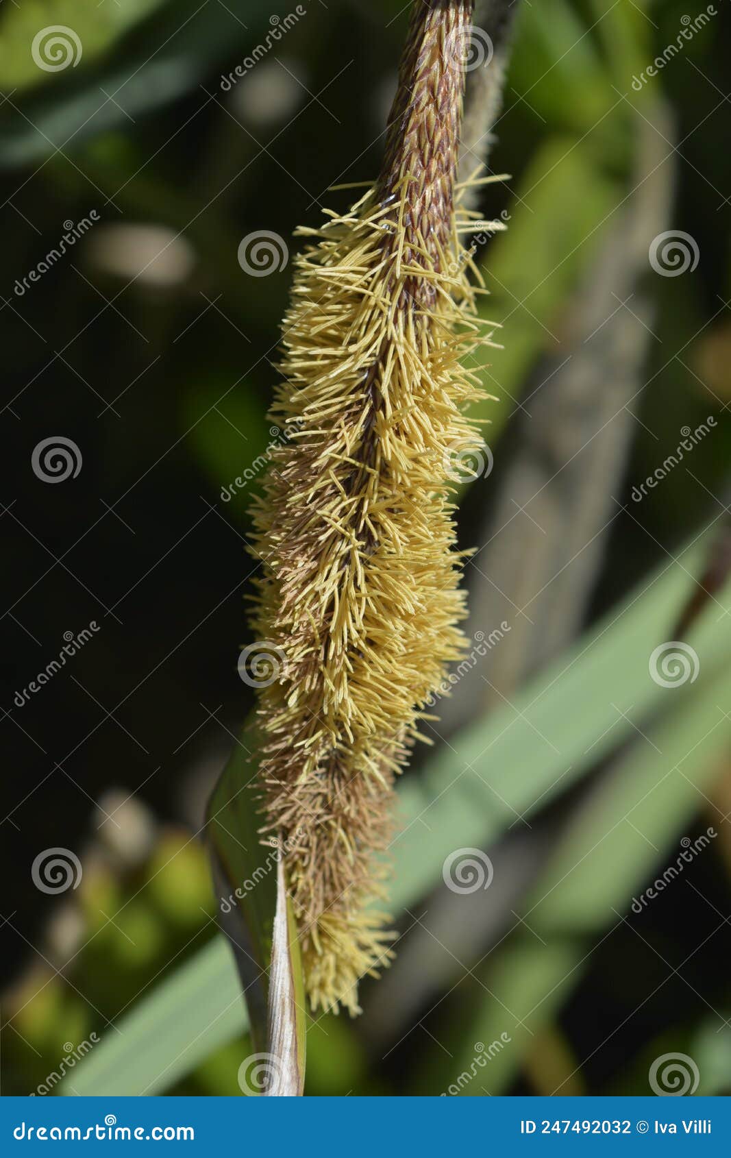 Pendulous Sedge stock photo. Image of outdoors, carex - 247492032