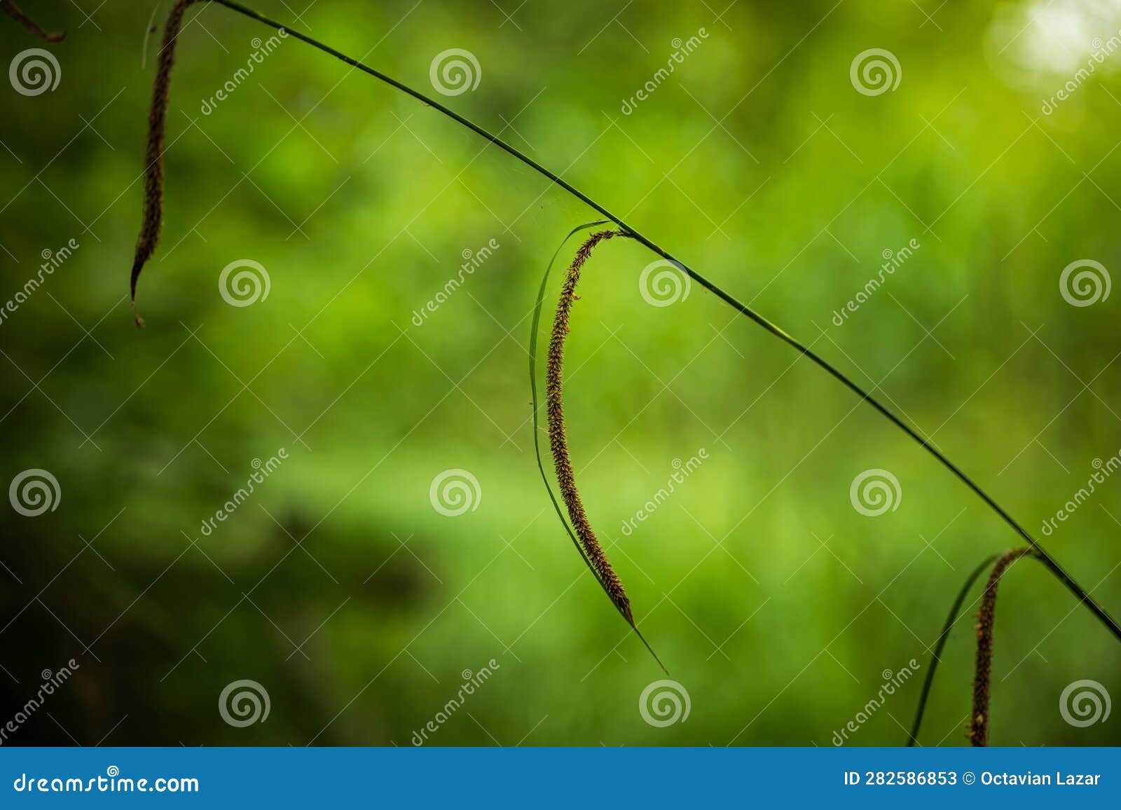 Pendulous Sedge Stem in a Forest. Selective Focus, Shallow Depth of ...