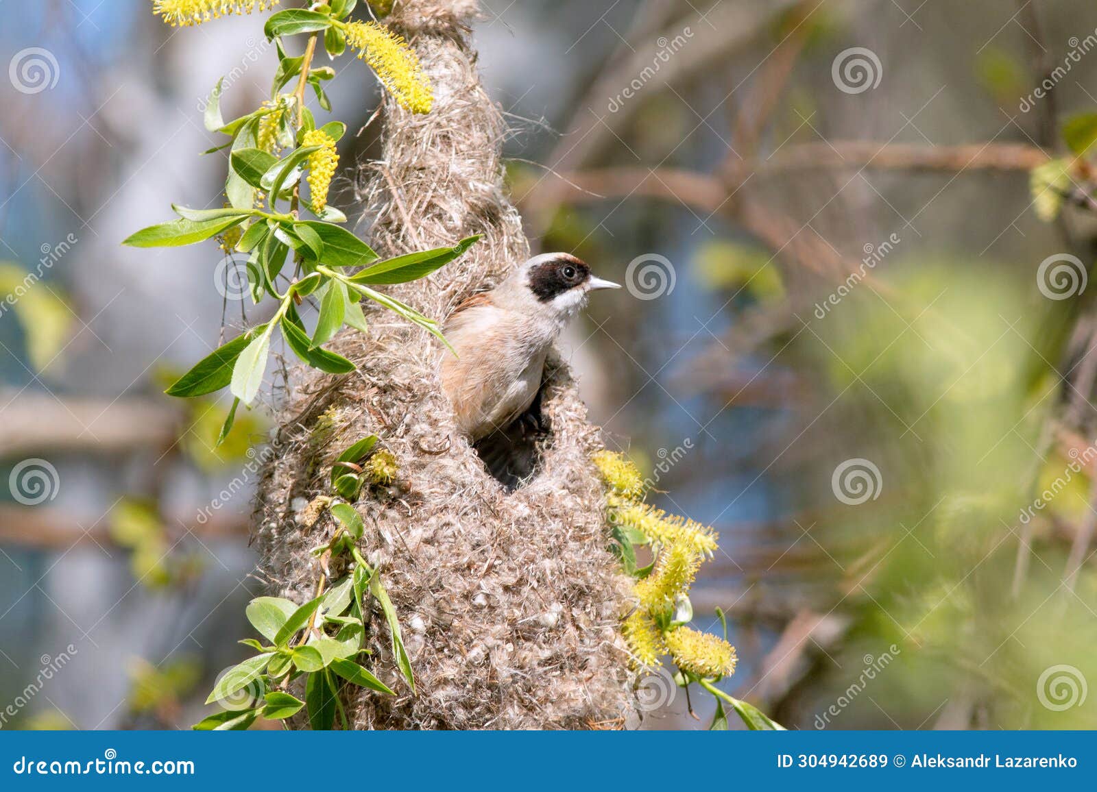 A Pendulum Tit Builds a Nest on a Tree Branch Stock Image - Image of ...