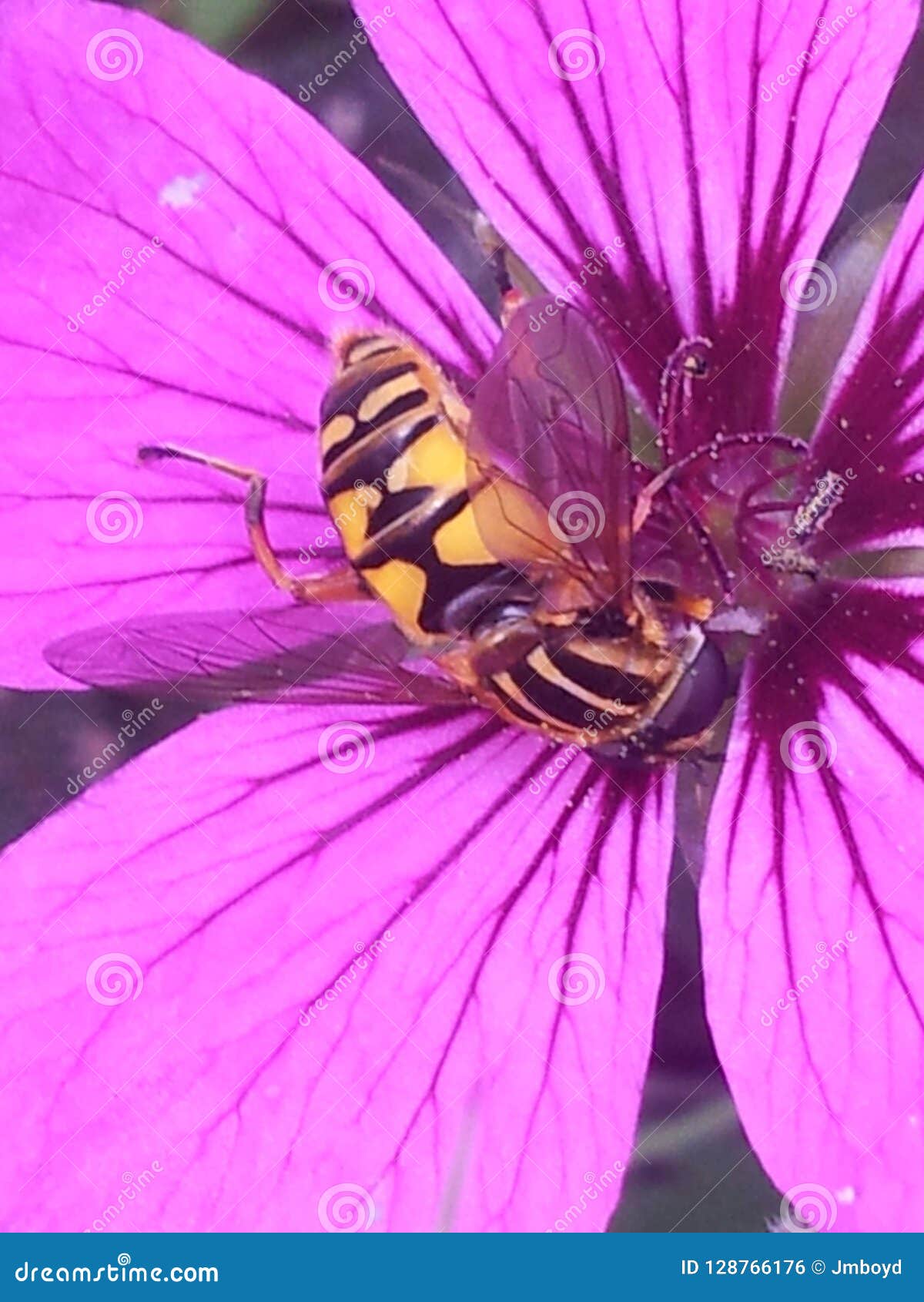 Pendulus Del Heliophilus De Hoverfly En La Flor Del Geranio Foto de ...
