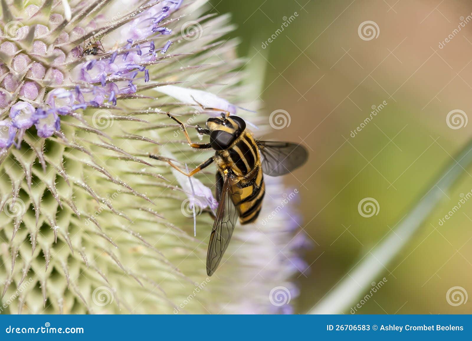 Pendulus Helophilus стоковое изображение. изображение насчитывающей ...