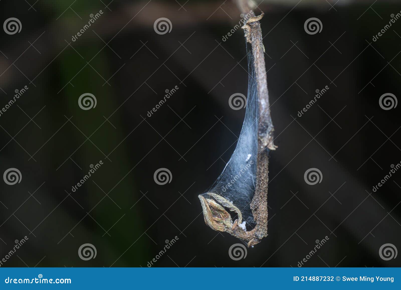 Pendurado Pequeno Galho Seco Com Webcob. Foto de Stock - Imagem de ...