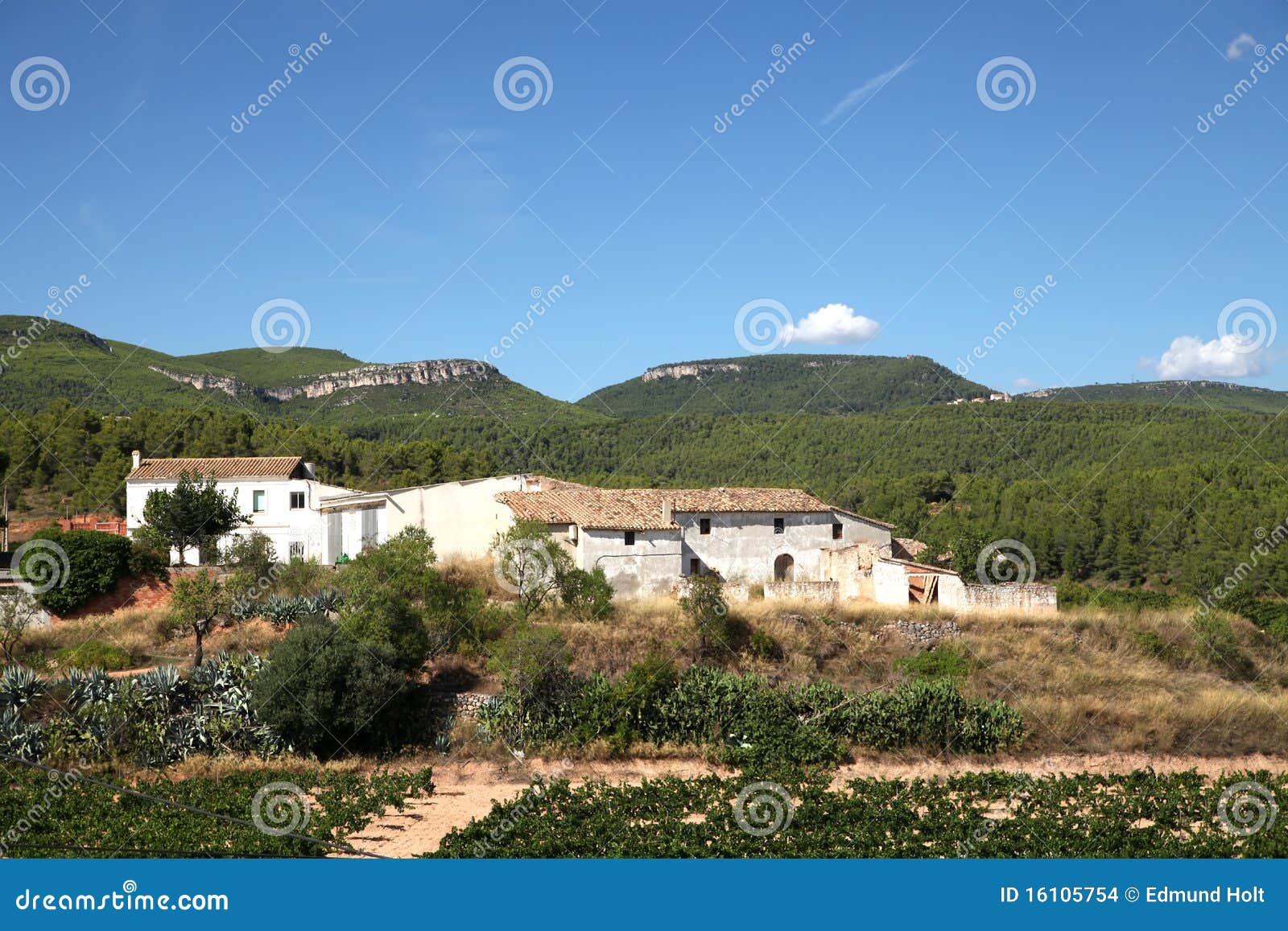 Penedes Vineyard stock photo. Image of plant, white, trees - 16105754