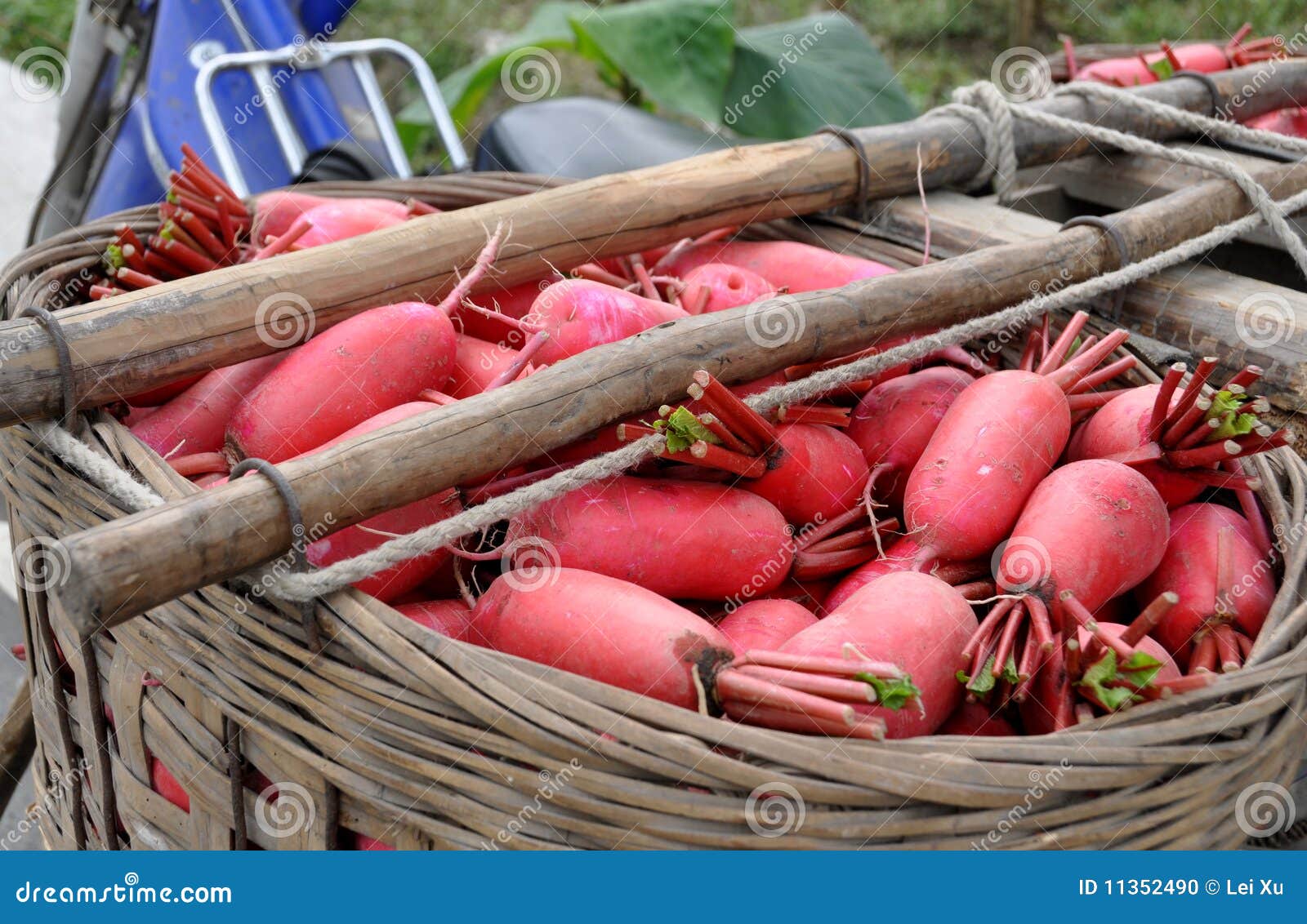 Penghou, China: Chinese Radishes Stock Photo - Image of freshly ...