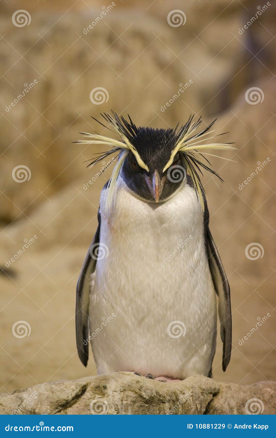 Front Facing Penguin Stock Photos - Free & Royalty-Free Stock Photos ...