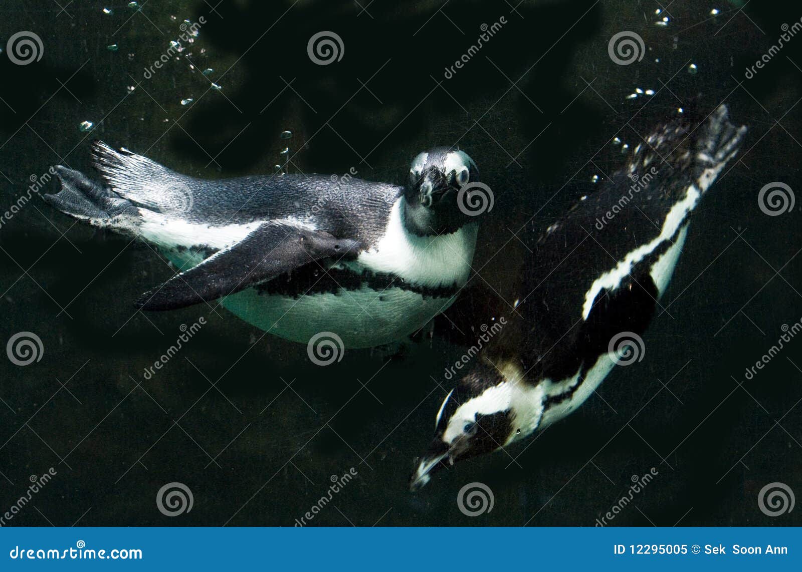 Penguin stock image. Image of animal, nice, beak, breath - 12295005