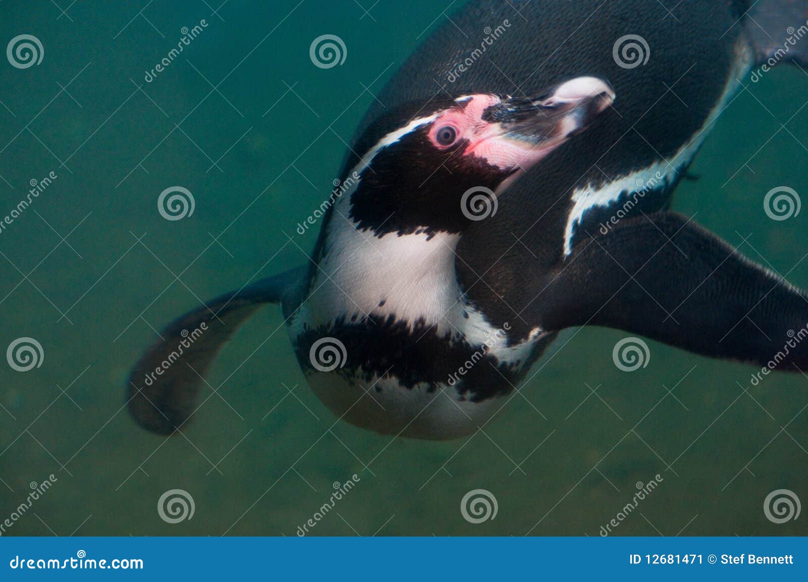 Penguin stock image. Image of black, south, bubbles, breath - 12681471