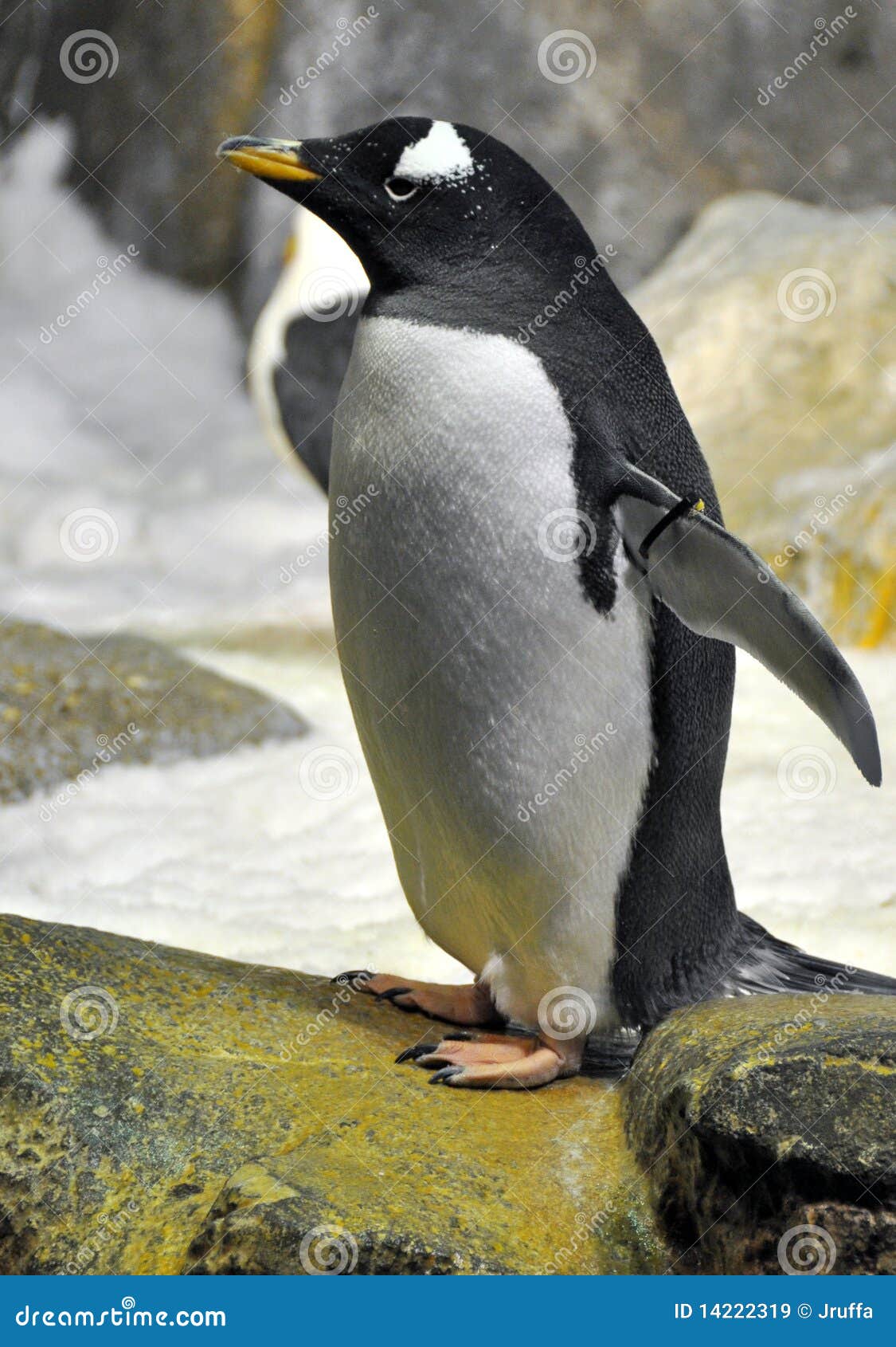 314 Penguin Fin Stock Photos - Free & Royalty-Free Stock Photos from ...