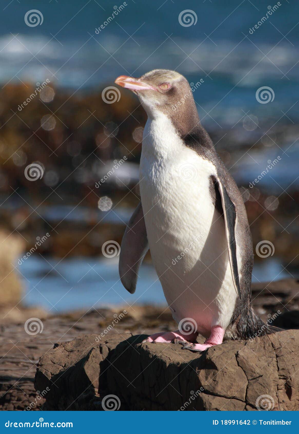 Penguin stock photo. Image of water, skin, beach, stone - 18991642