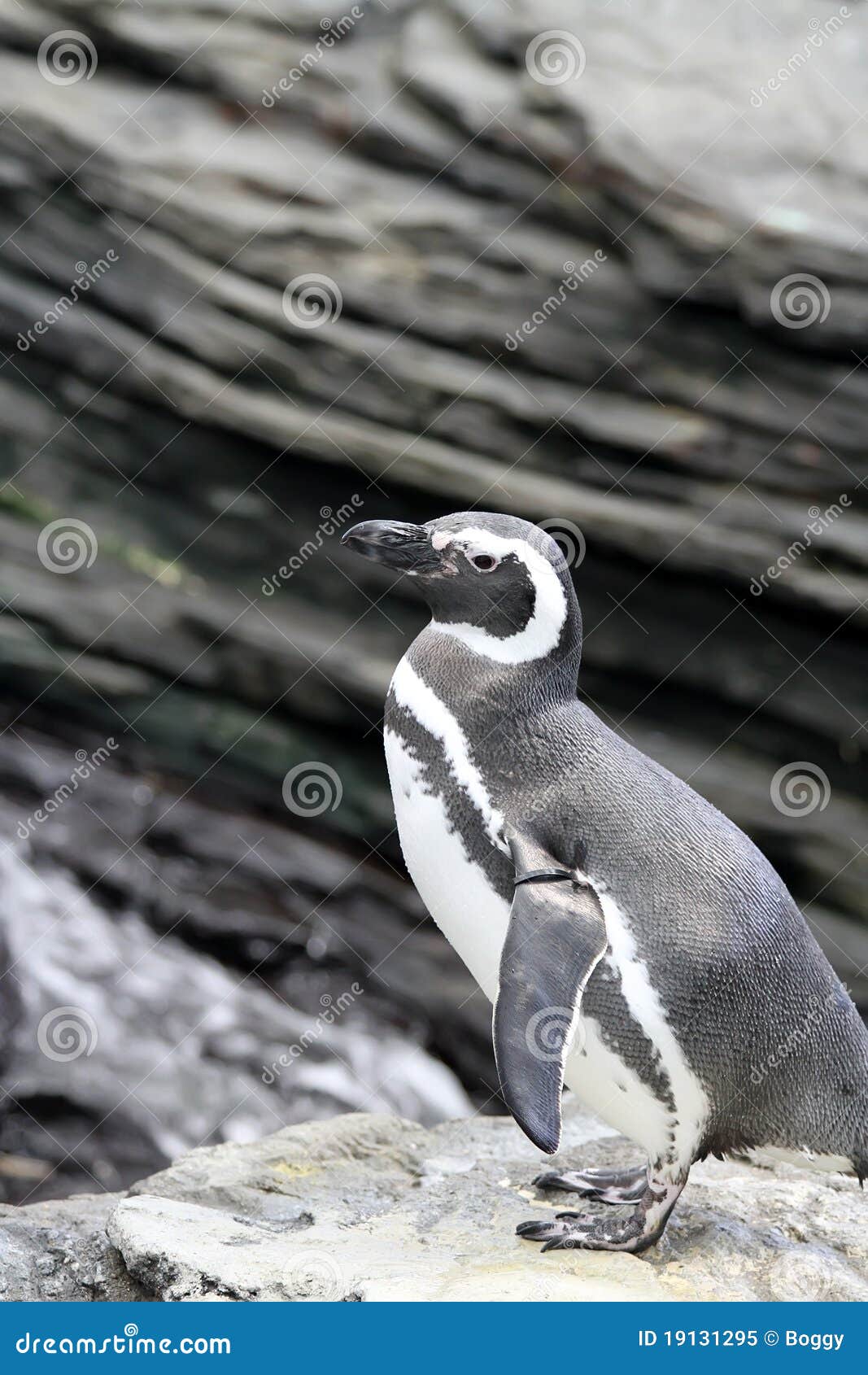 Penguin stock image. Image of polar, close, bird, life - 19131295