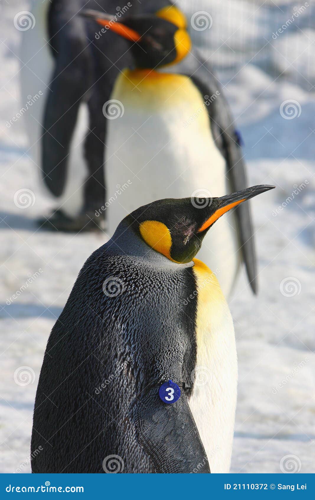 Penguin stock photo. Image of penguin, animal, closeup - 21110372