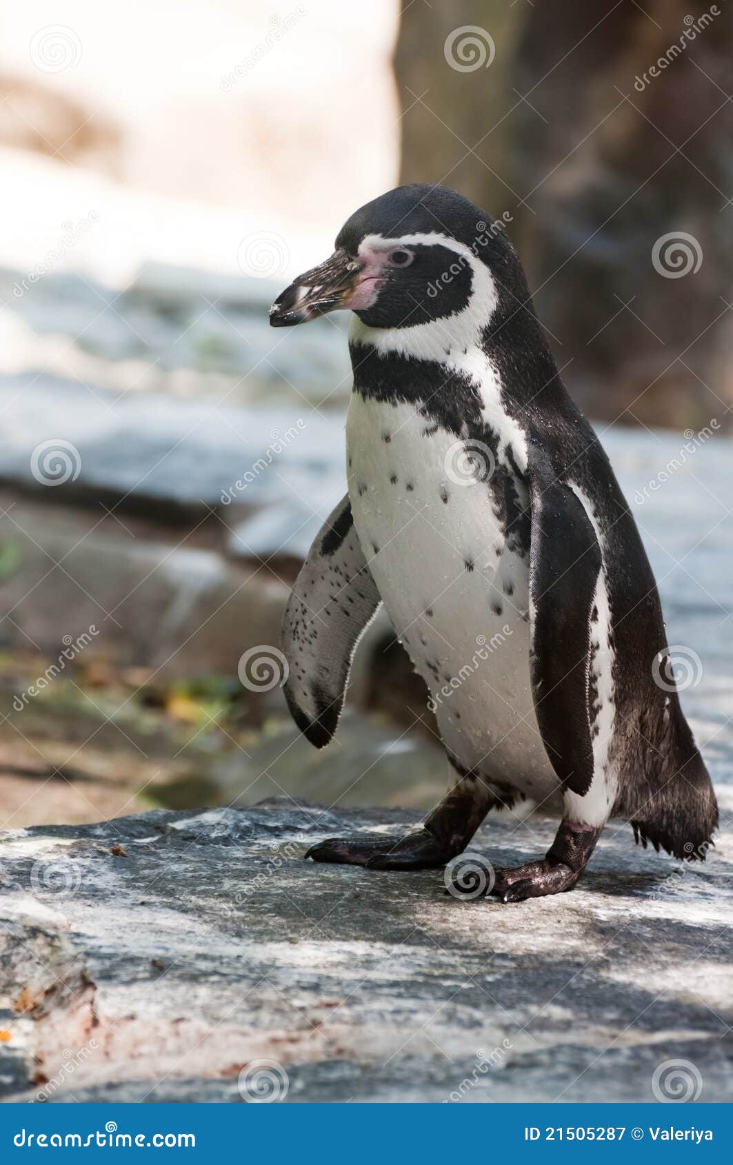 Penguin stock image. Image of staring, clear, bait, comical - 21505287