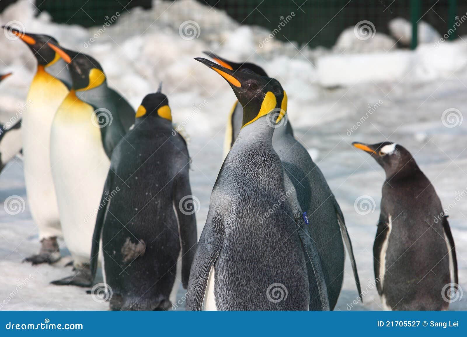 Penguin stock image. Image of penguin, winter, wildlife - 21705527