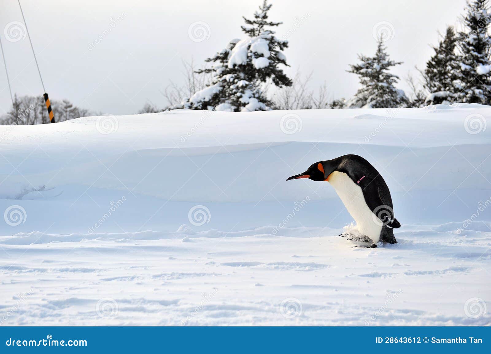 Penguin stock photo. Image of travel, walk, asahiyama - 28643612