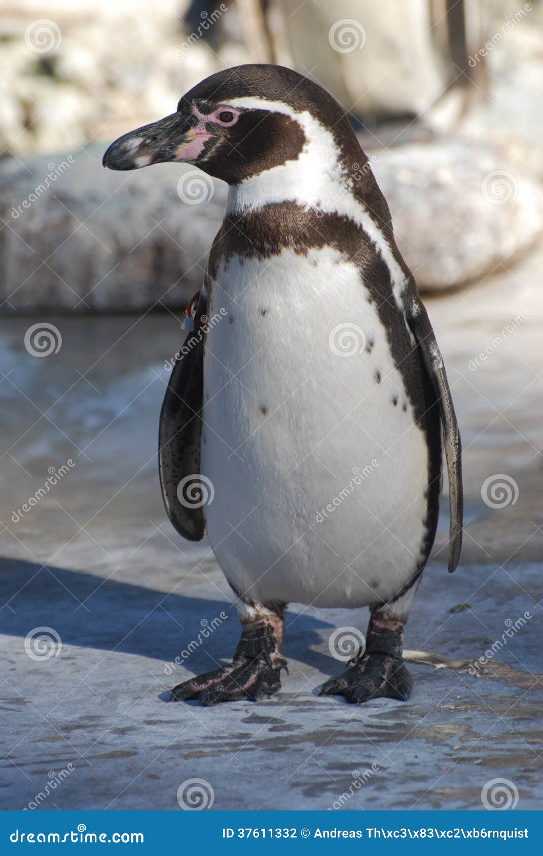 Penguin stock photo. Image of white, wildlife, penguin - 37611332
