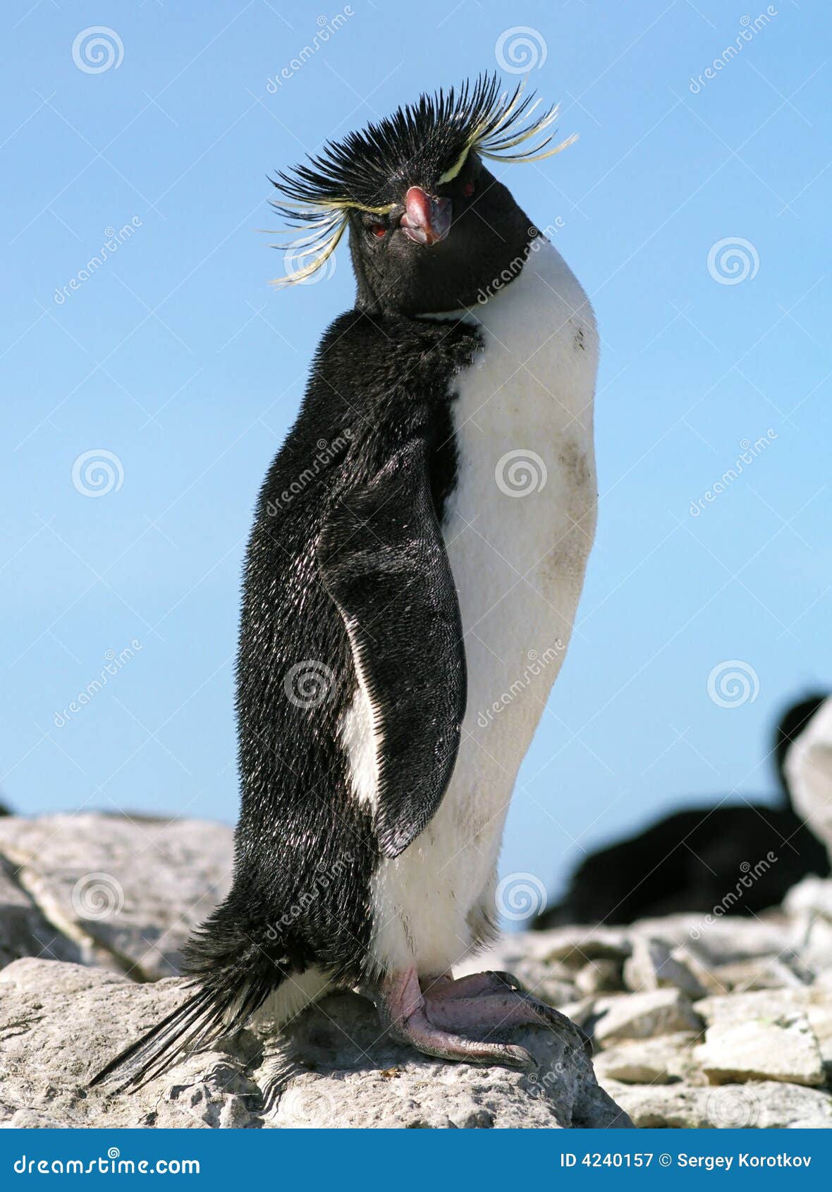 Penguin stock image. Image of penguin, polar, white, animal - 4240157