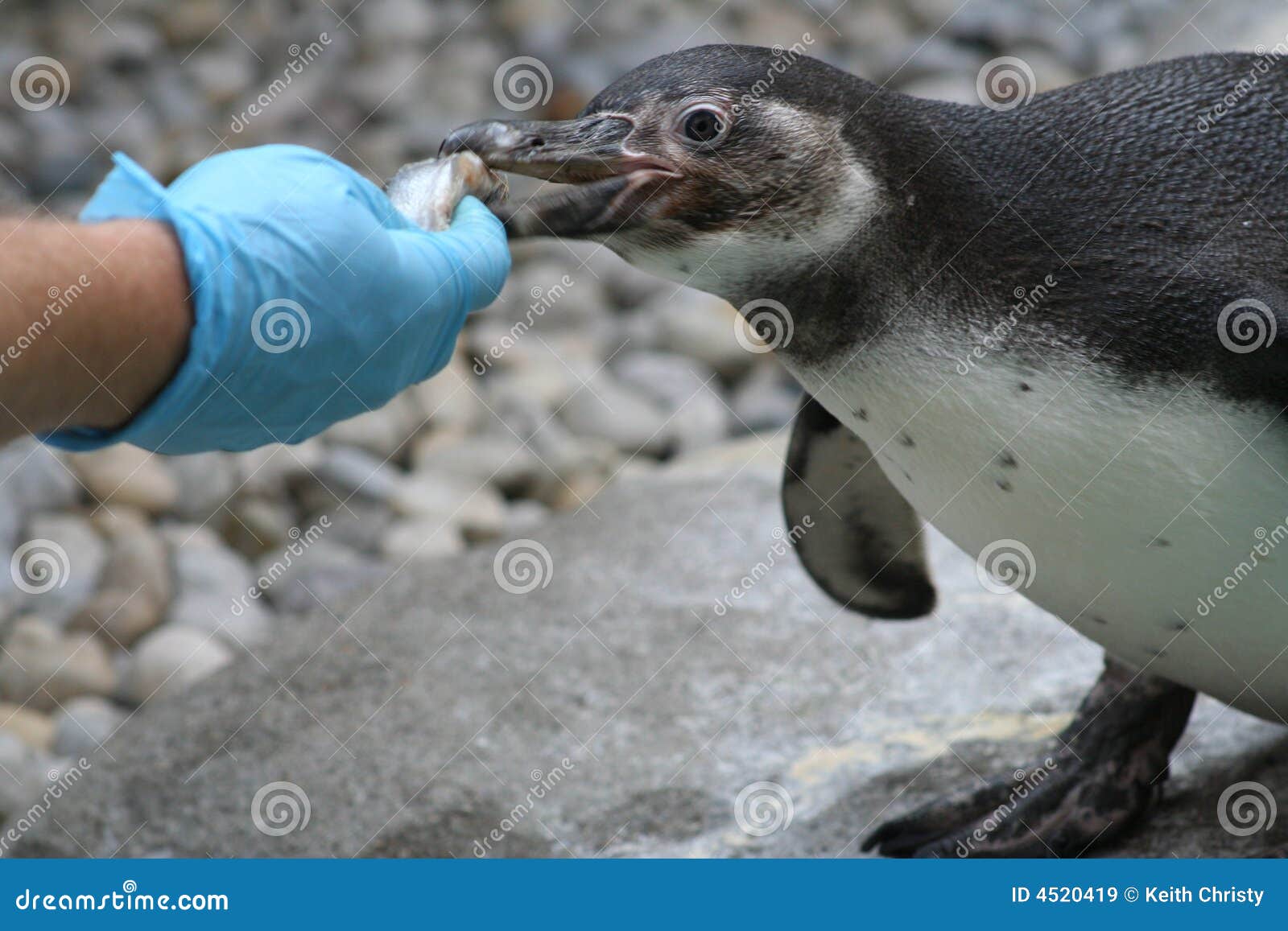 Penguin stock image. Image of life, food, eating, mammal - 4520419