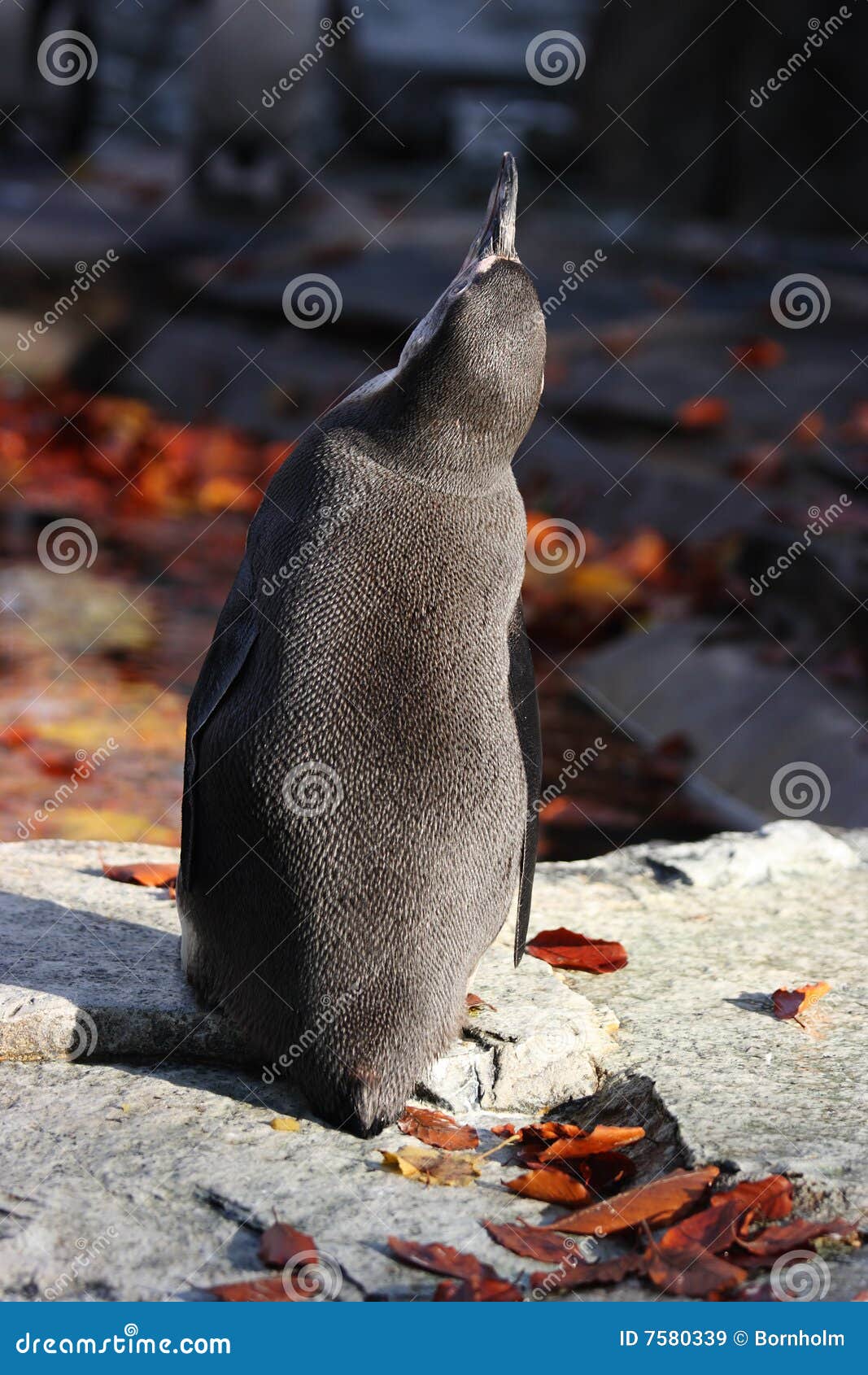 Penguin stock image. Image of back, winter, wildlife, penguin - 7580339