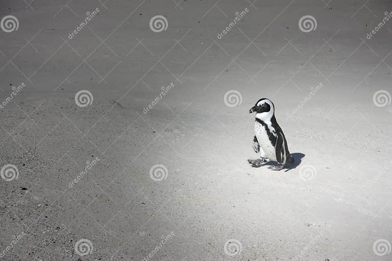 Penguin stock image. Image of animal, head, respect, water - 7629757