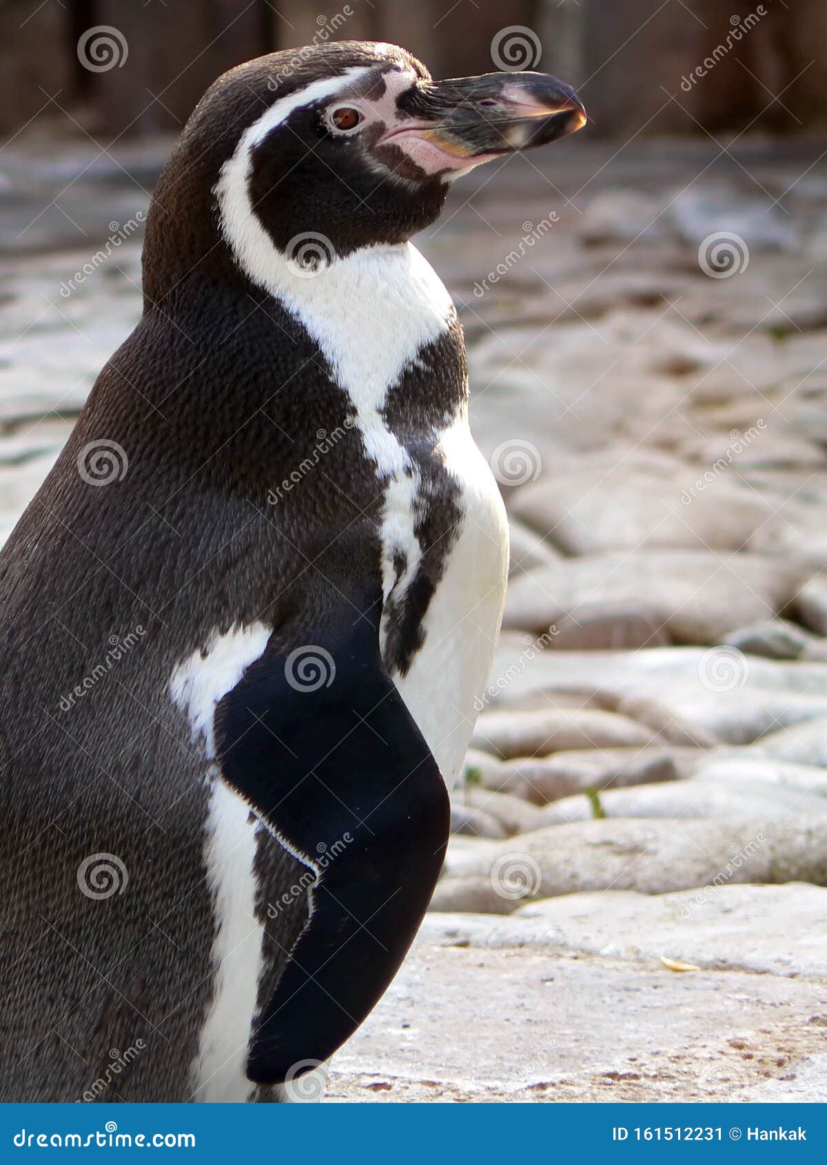 Penguin Profile Stock Photos - Download 573 Royalty Free Photos