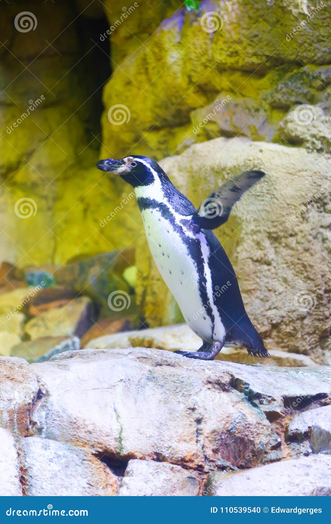 Penguin - aquarium Dubai stock photo. Image of endangered - 110539540