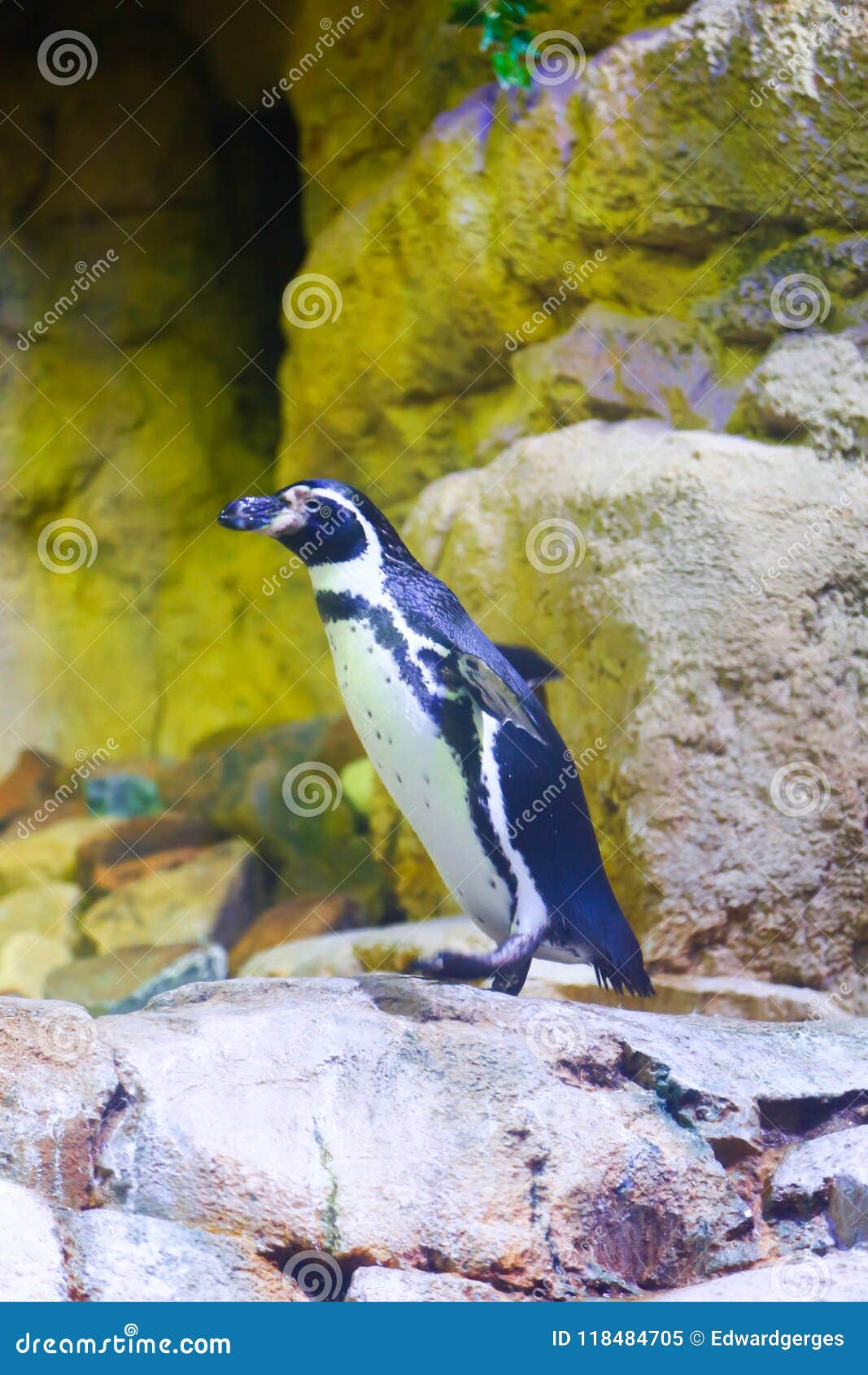 Penguin - aquarium Dubai stock image. Image of endangered - 118484705