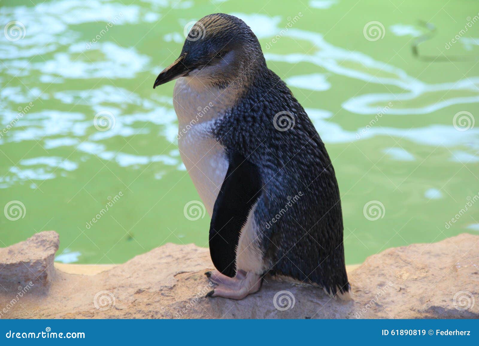 Penguin stock image. Image of zealand, weep, bird, animal - 61890819