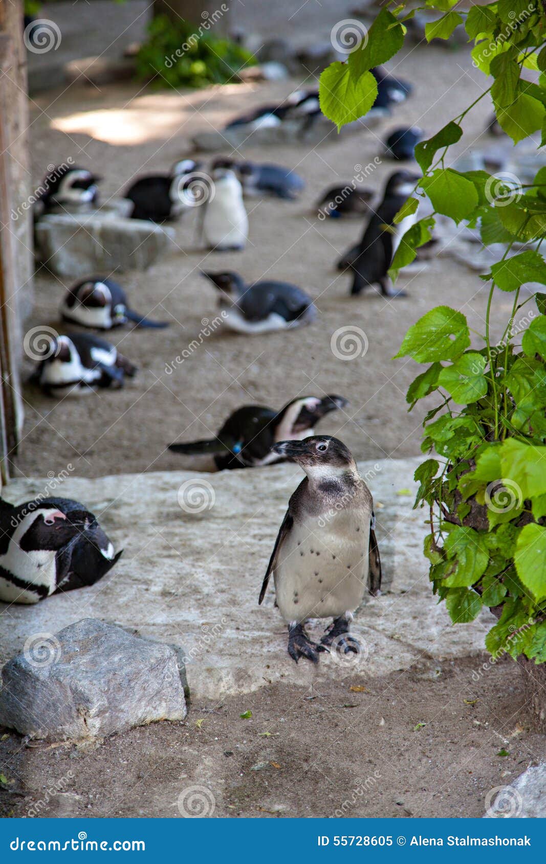Penguin on the Background of a Group of Penguins Stock Image - Image of ...