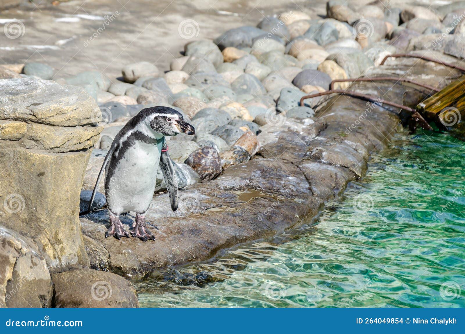 Penguin Basks in Sun by the Pool at Zoo. Penguin Resting on Rocks Near ...