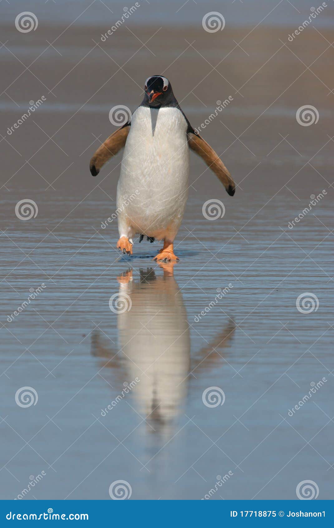 Penguin on the Beach stock image. Image of view, papua - 17718875