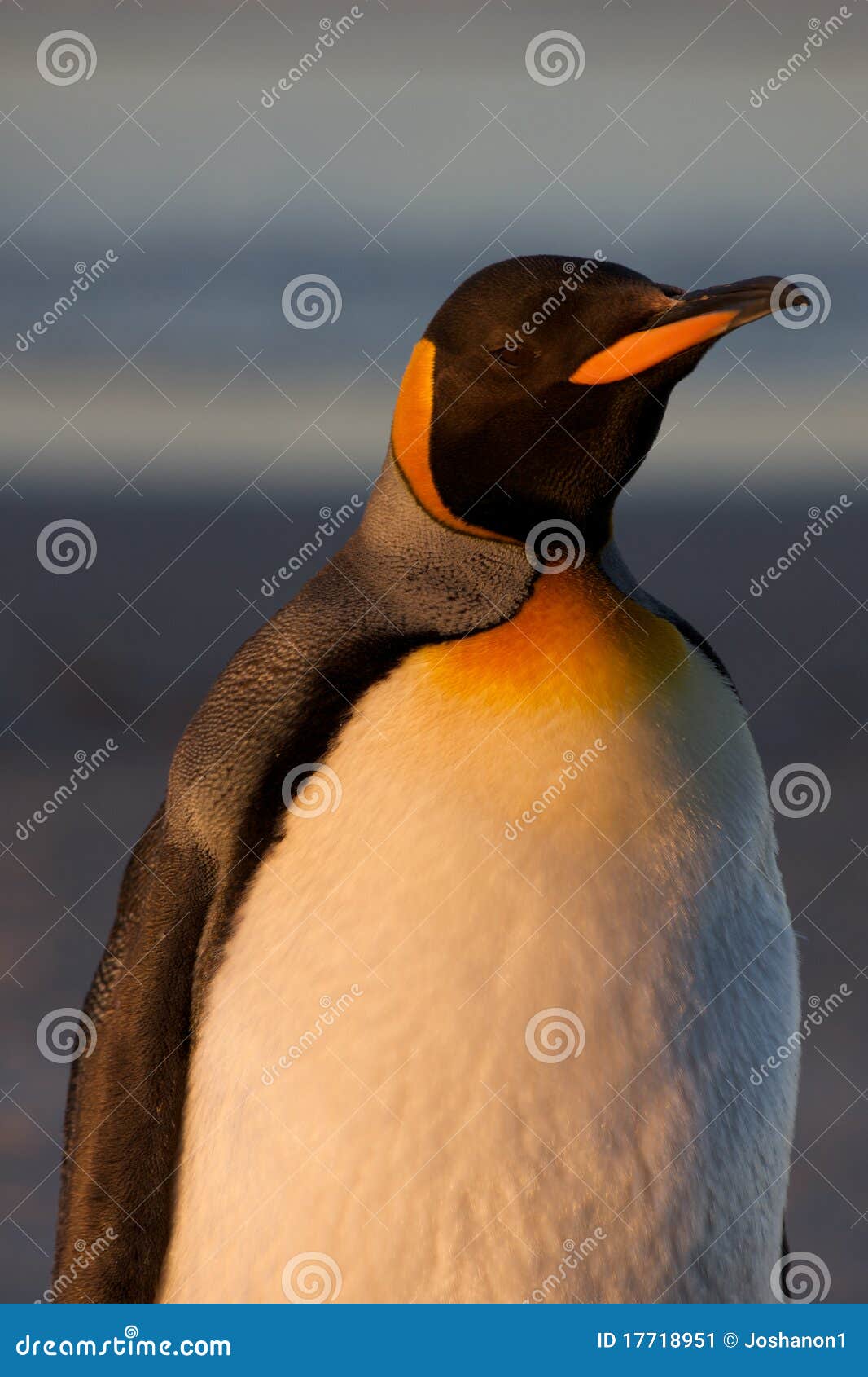 Penguin on the Beach stock image. Image of aptenodytes - 17718951