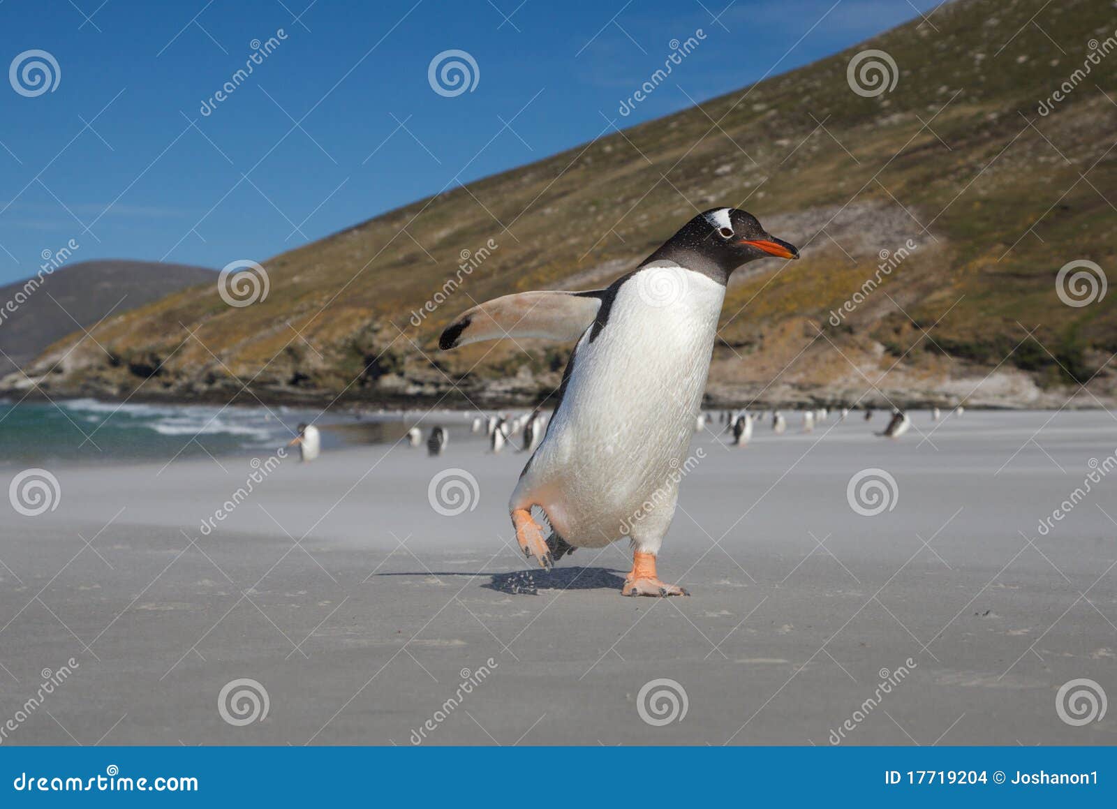Penguin on the Beach stock photo. Image of coastal, penguin - 17719204