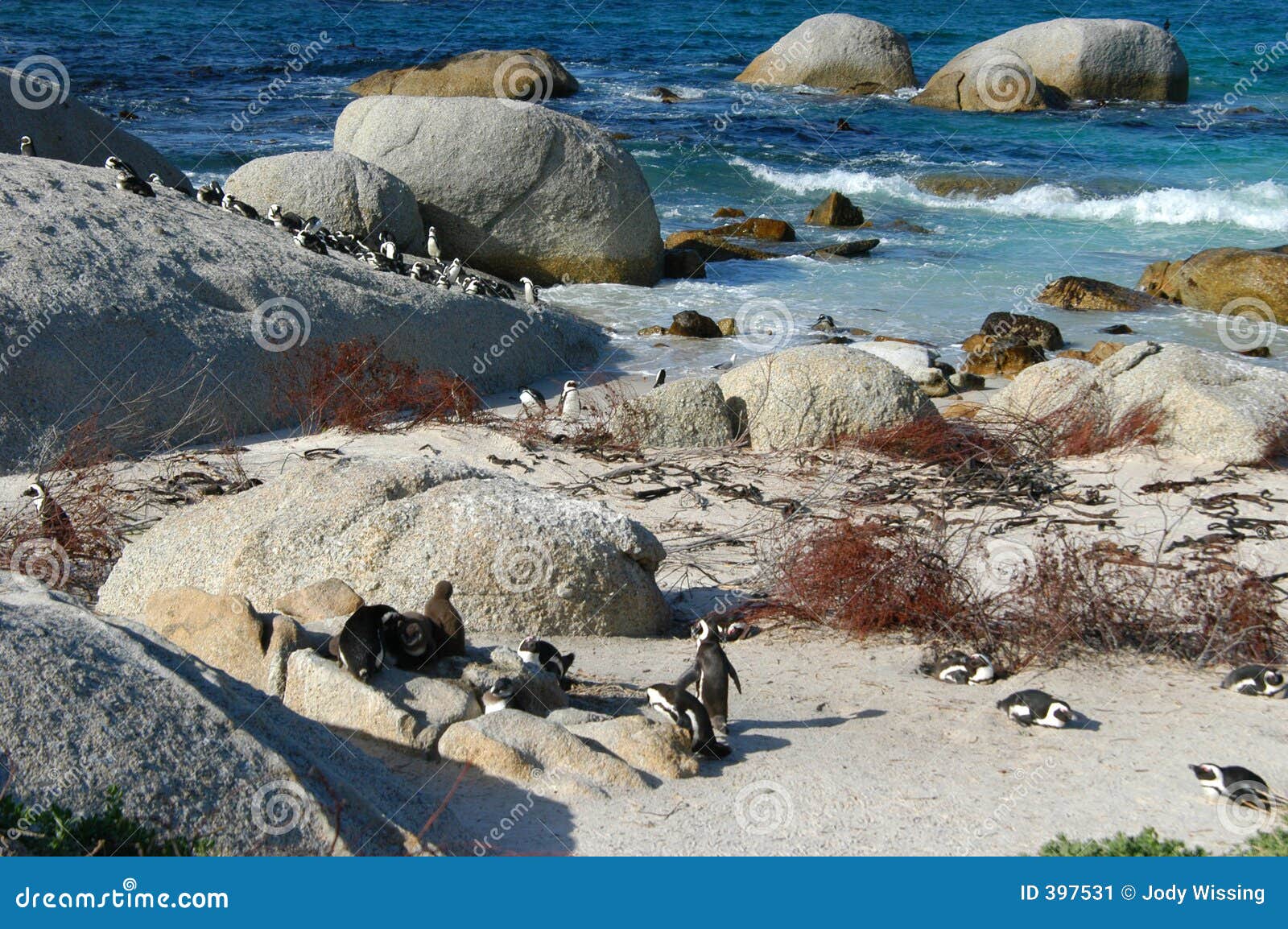 Penguin Beach stock image. Image of ocean, africa, eyes - 397531