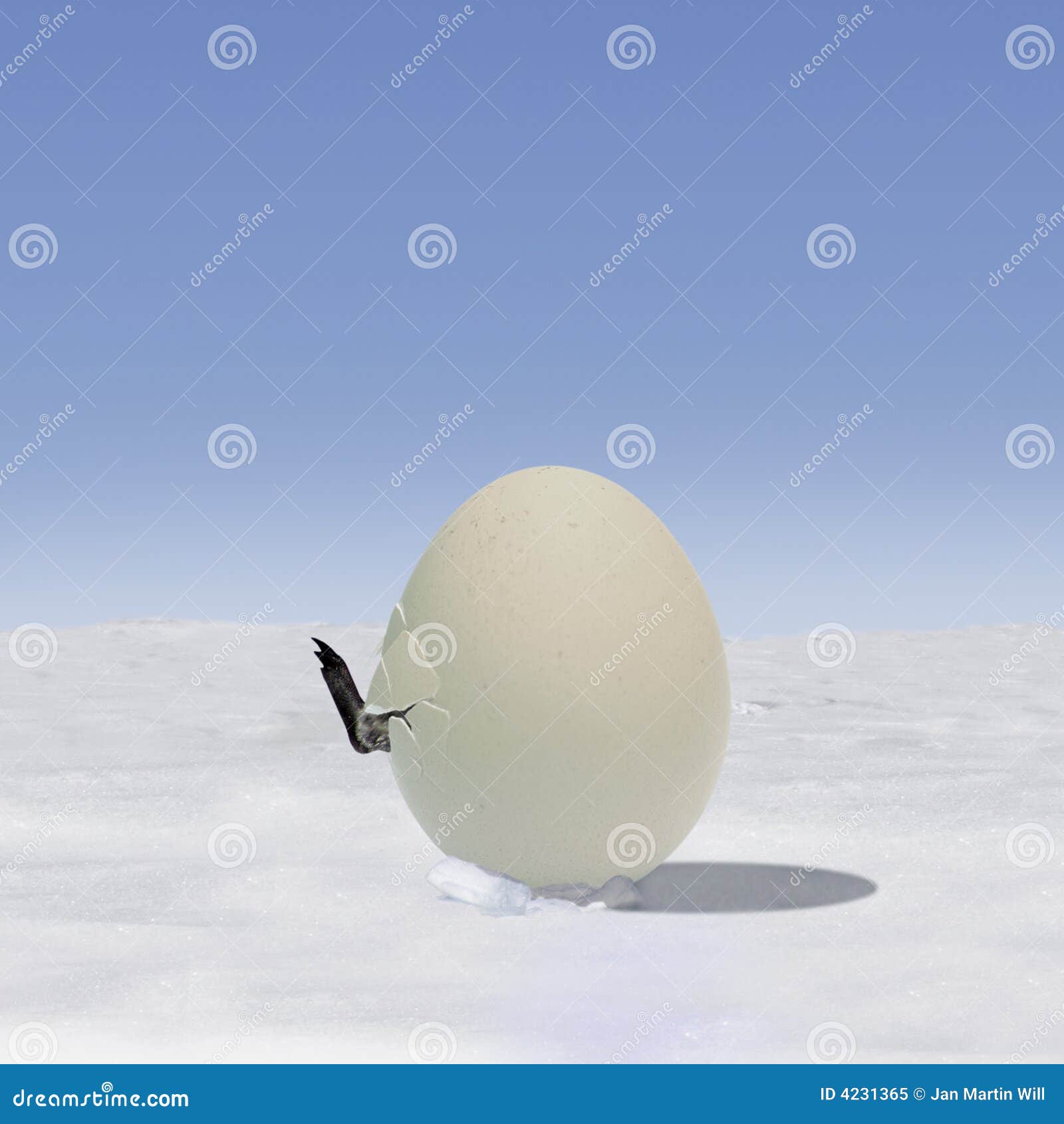 Penguin birth stock image. Image of penguin, wildlife - 4231365