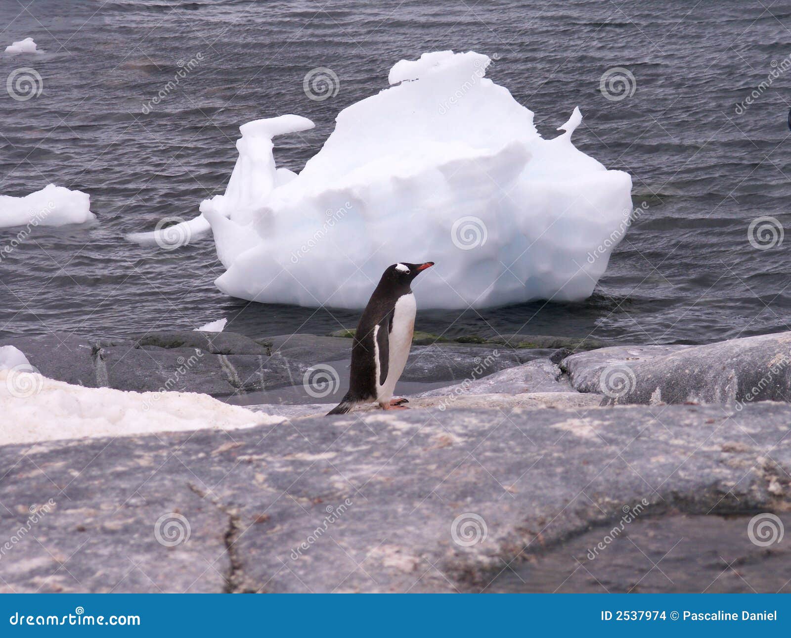 Penguin and block of ice stock photo. Image of coldness - 2537974