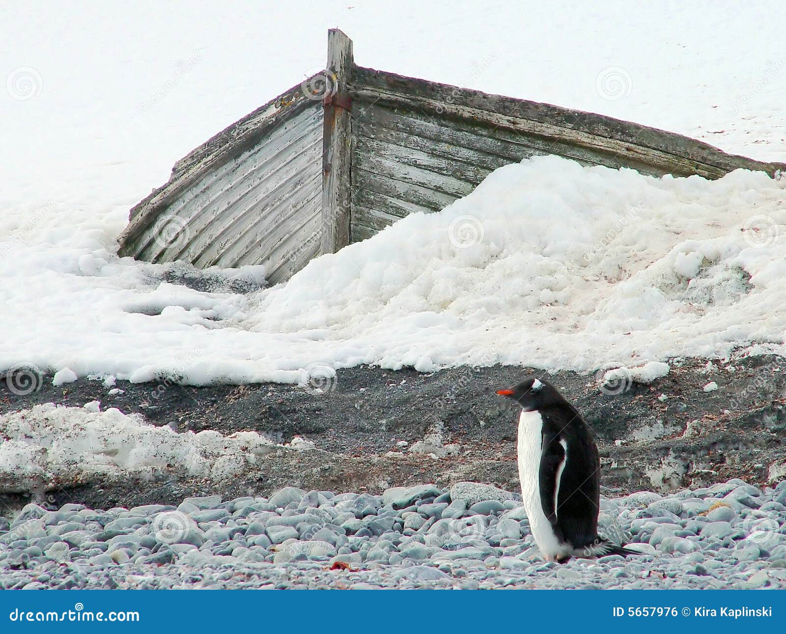 Penguin And The Boat Picture. Image: 5657976