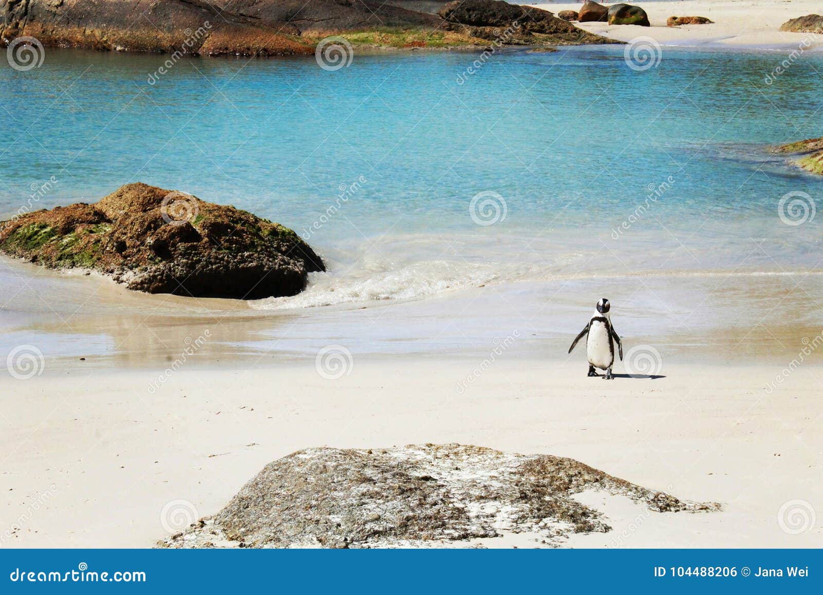 Penguin stock photo. Image of ocean, inlet, water, shore - 104488206
