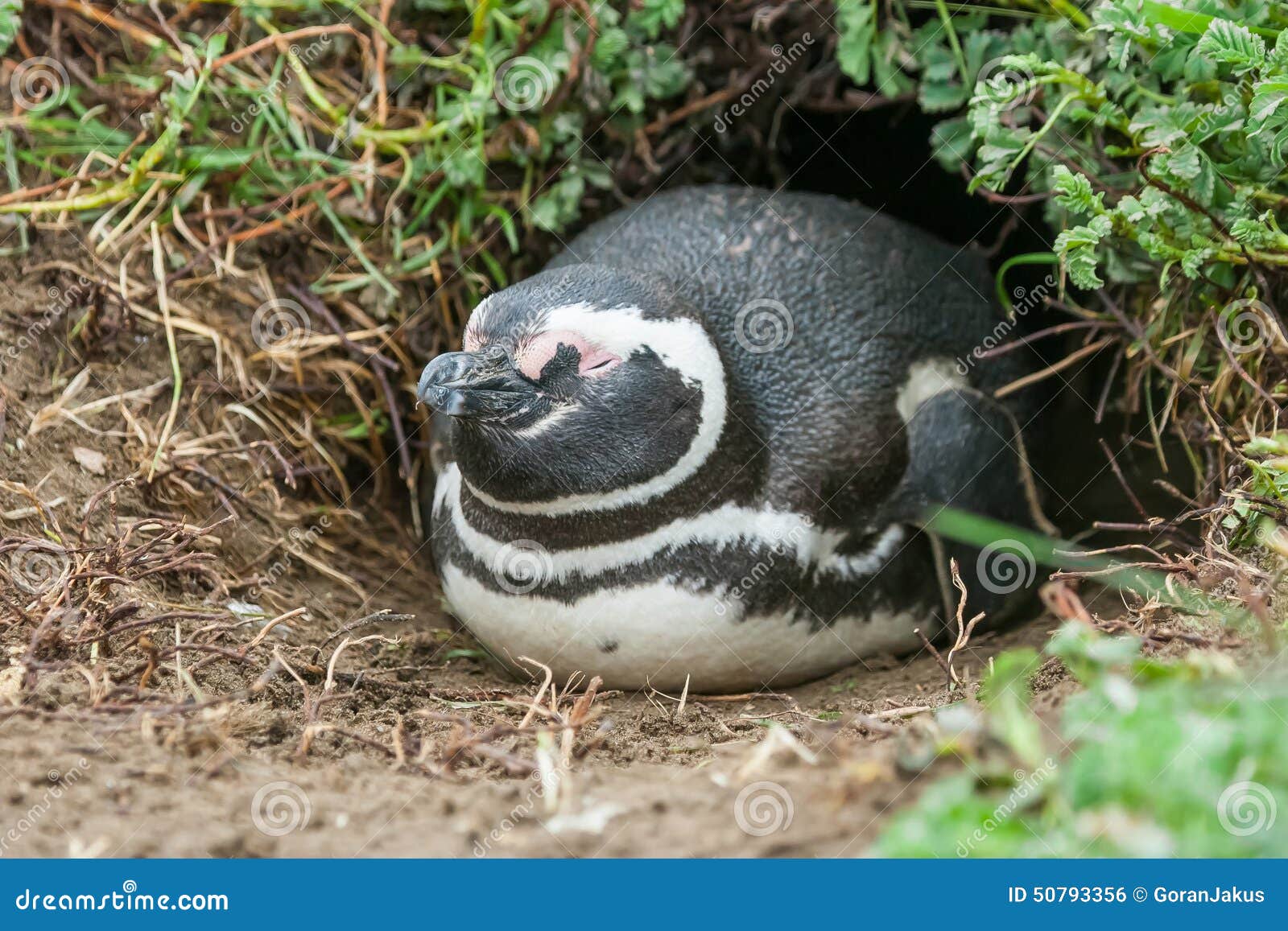 Penguin in burrow stock photo. Image of burrow, nature - 50793356