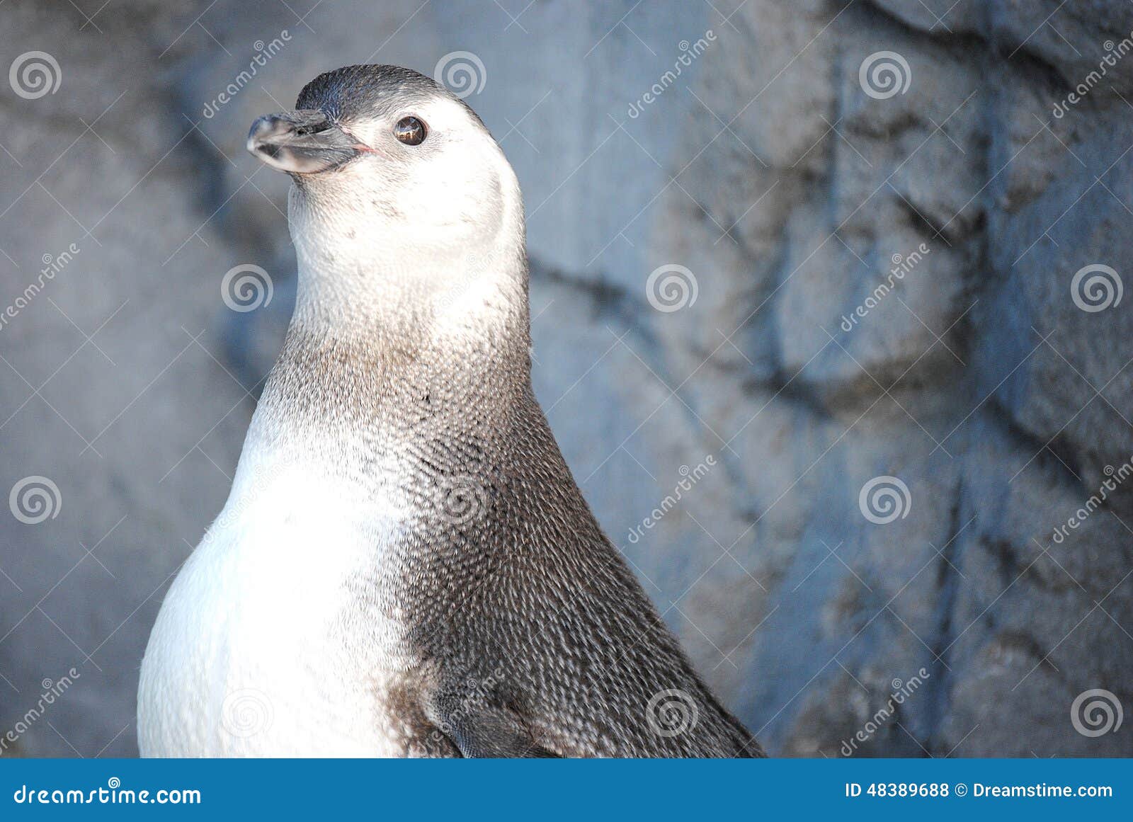 Penguin Chick stock photo. Image of bird, marine, flightless - 48389688