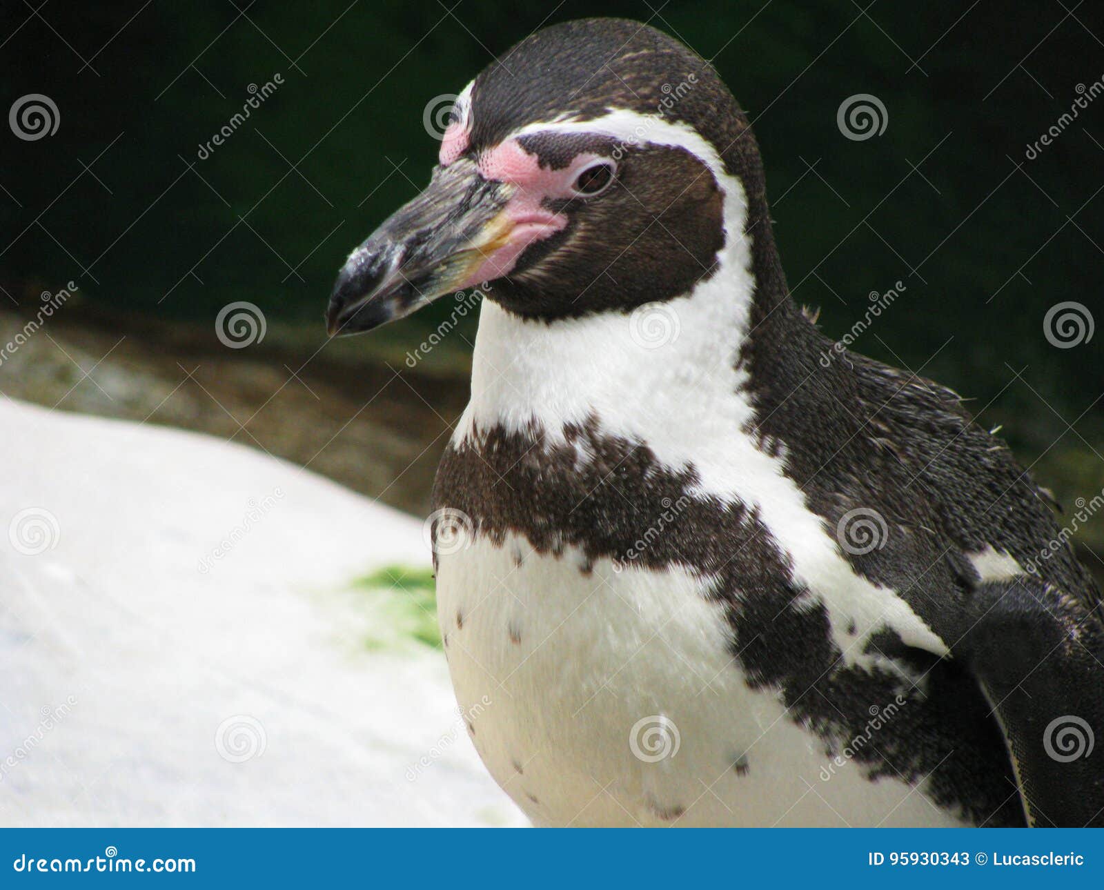 Penguin stock image. Image of barbara, chillin, bird - 95930343